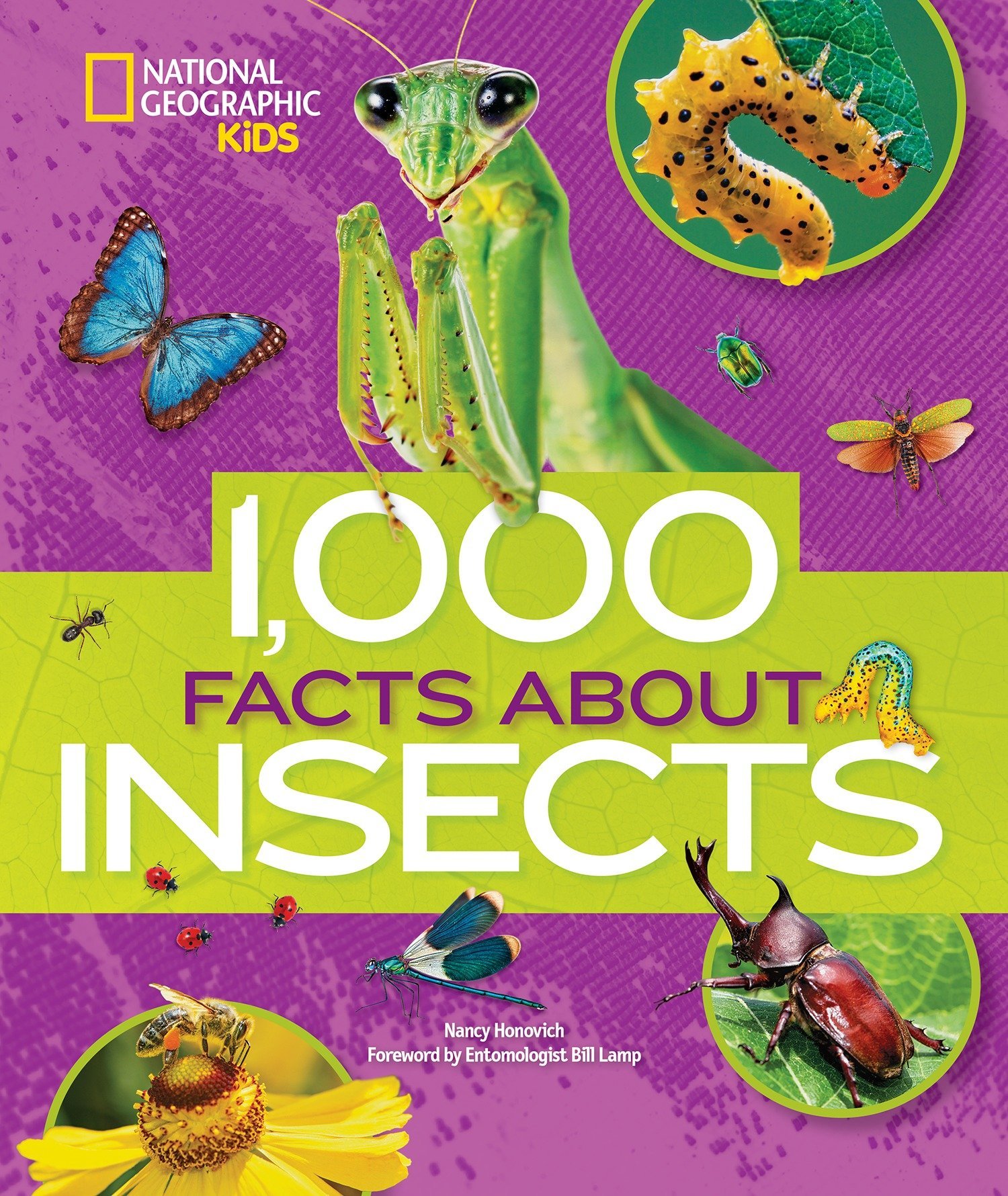 1000 Facts About Insects (100 Facts About…) - FAHASA.COM