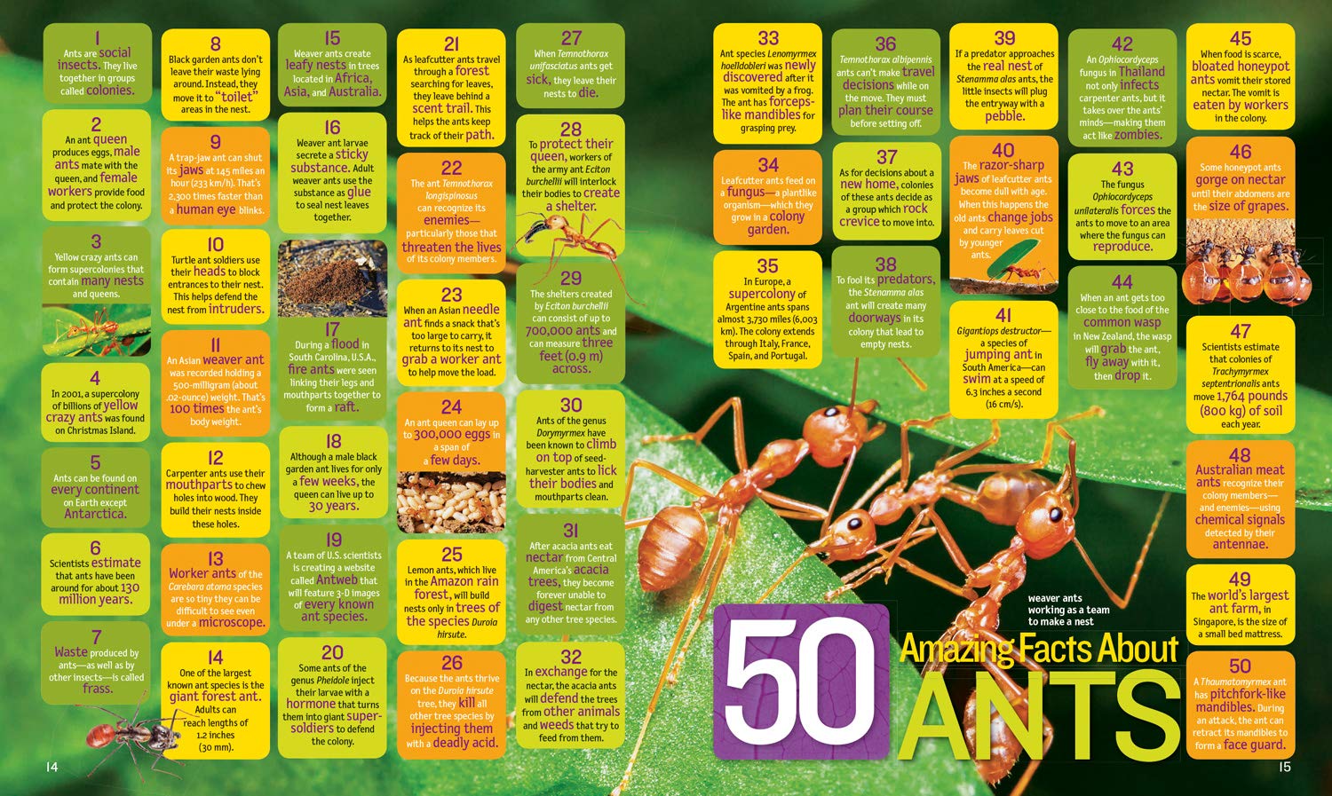 1000 Facts About Insects (100 Facts About…) - FAHASA.COM