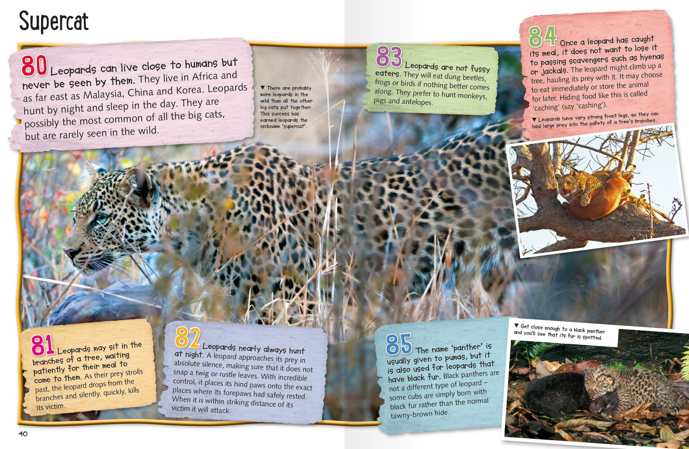 100 Facts Big Cats - FAHASA.COM