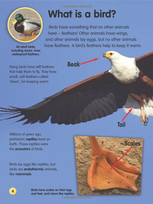 Amazing Life Cycles: Birds