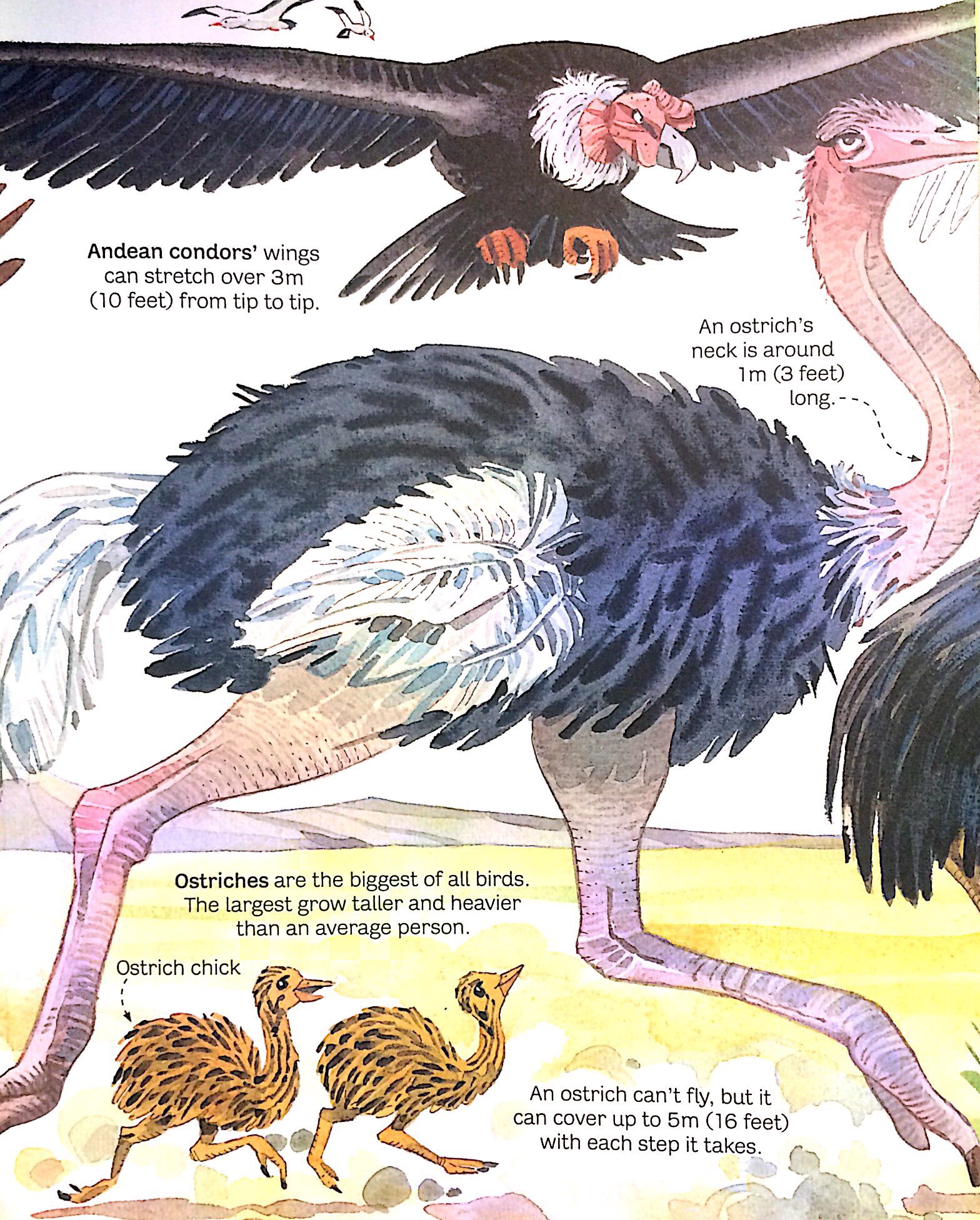 BIG BOOK OF ANIMALS