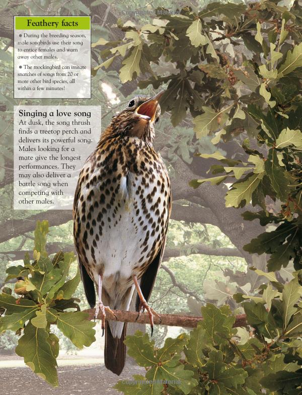 Birds (Eye Wonder) - FAHASA.COM