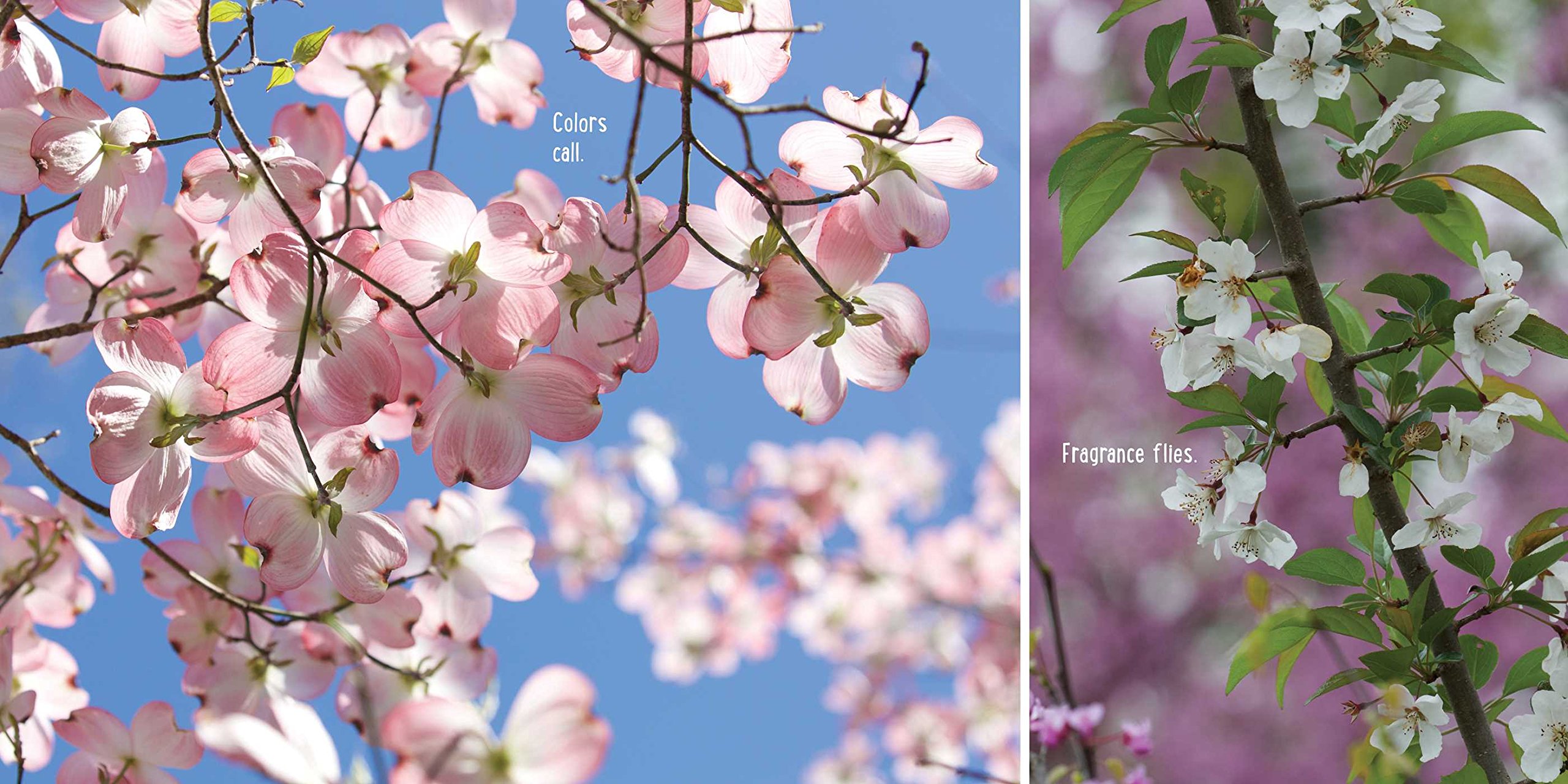 Bloom Boom! - FAHASA.COM