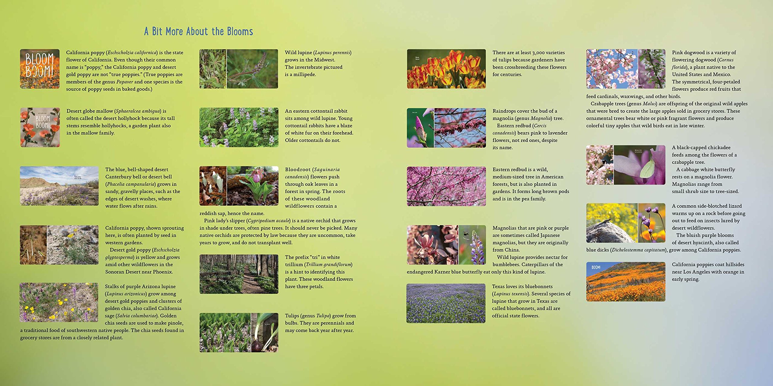 Bloom Boom! - FAHASA.COM