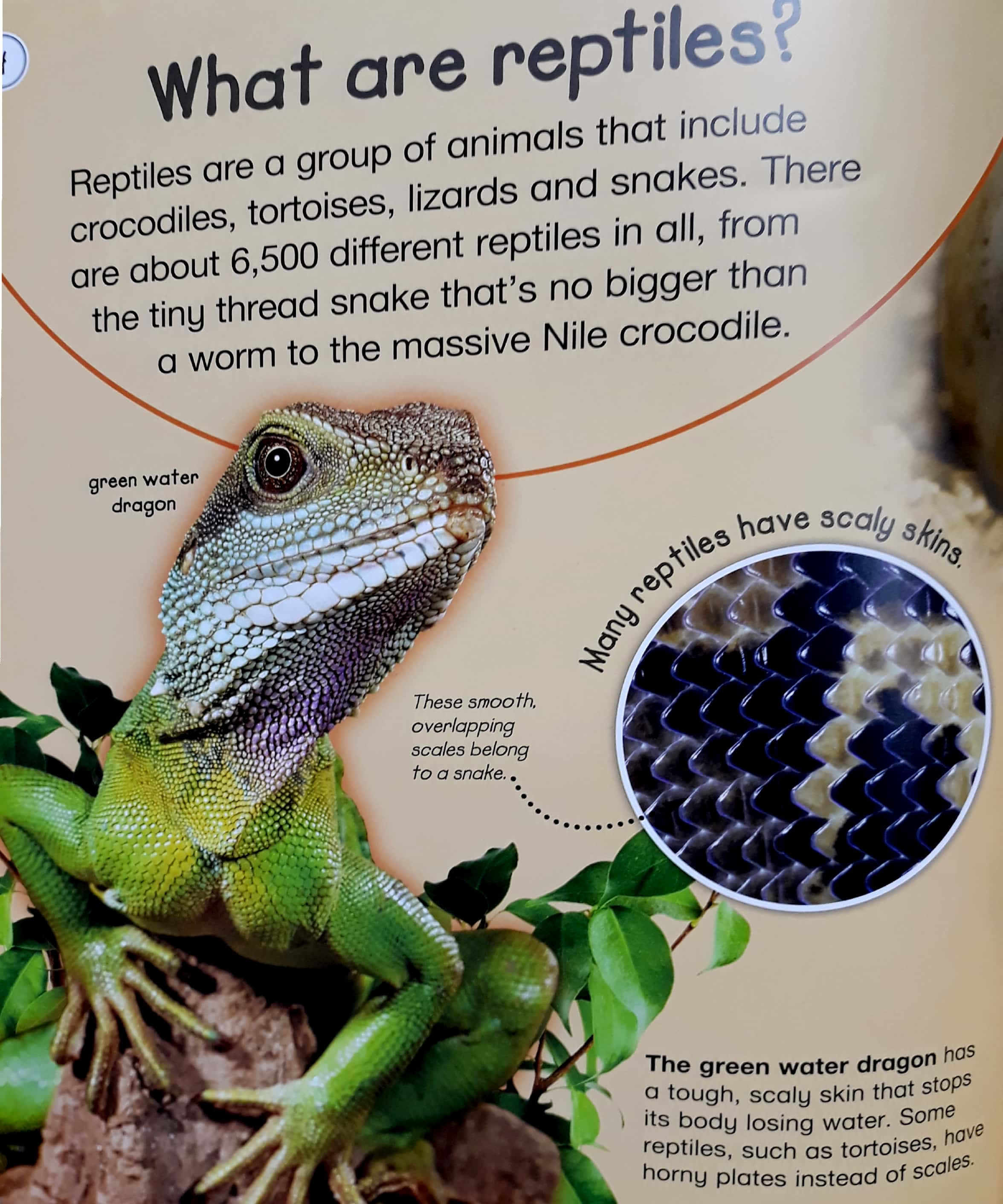 Explorers: Reptiles
