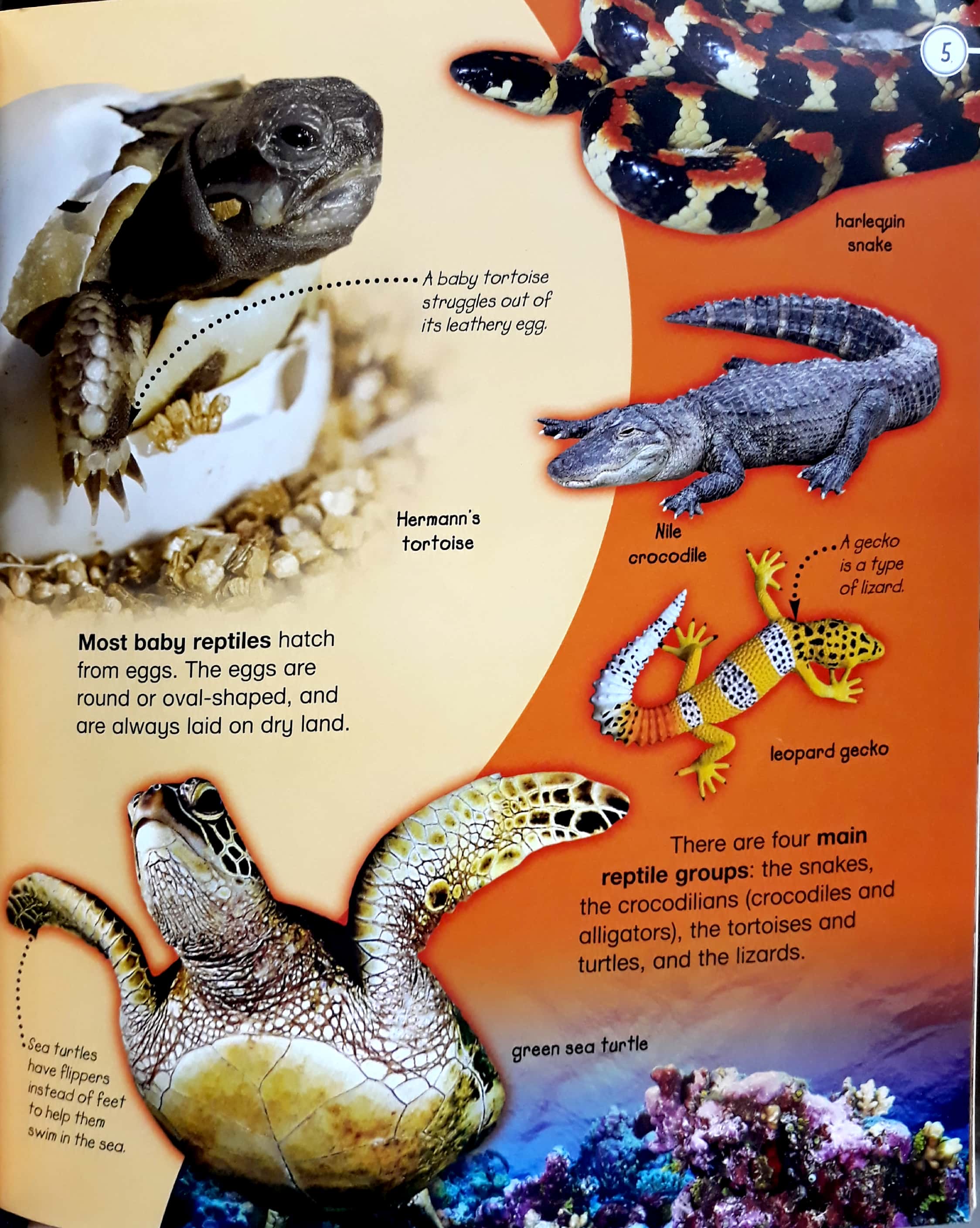 Explorers: Reptiles