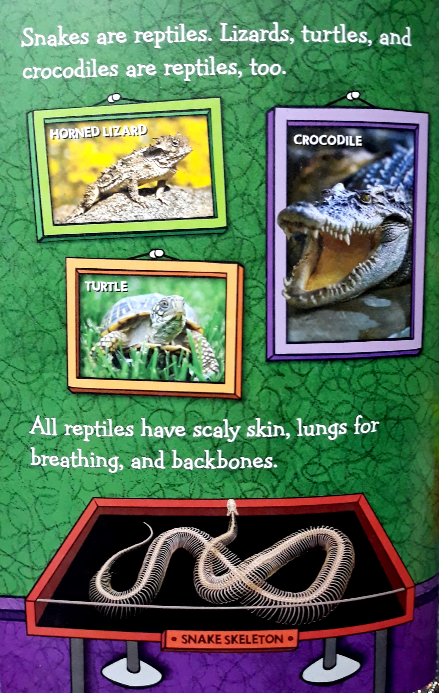 Fly Guy Presents: Snakes (Scholastic Reader, Level 2)