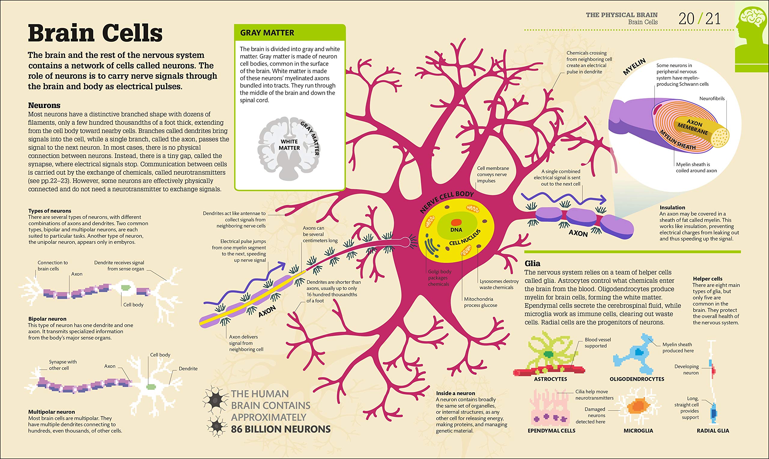 How The Brain Works: The Facts Visually Explained (How Things Work ...