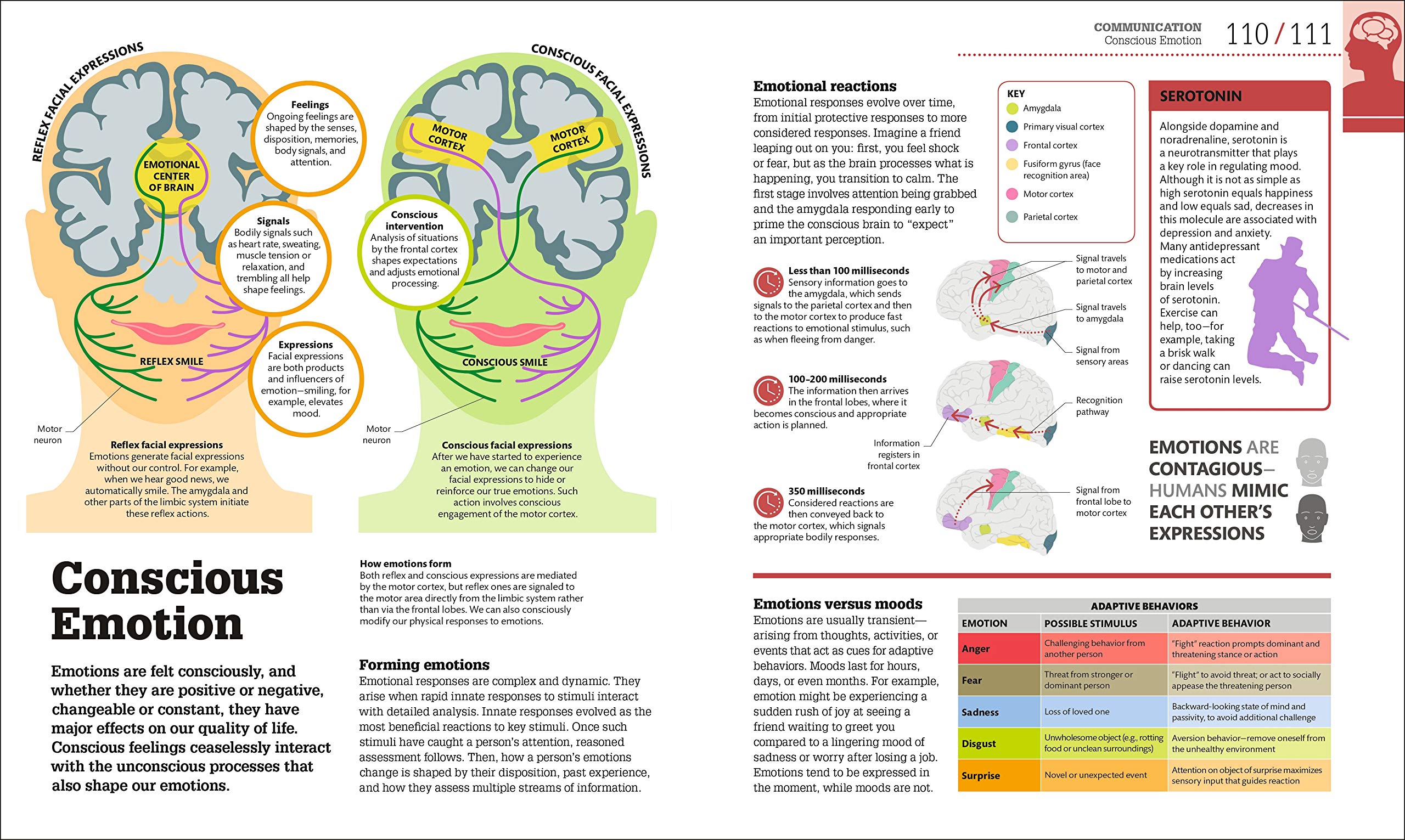 How The Brain Works: The Facts Visually Explained (How Things Work ...