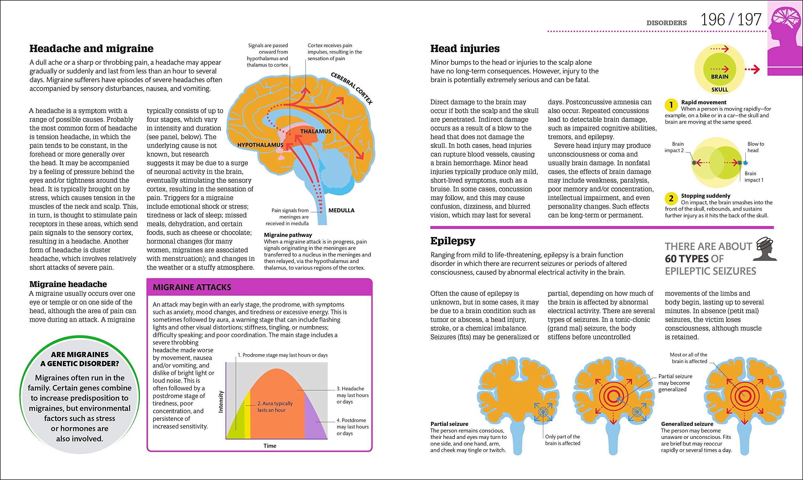 How The Brain Works: The Facts Visually Explained (How Things Work) PDF ...
