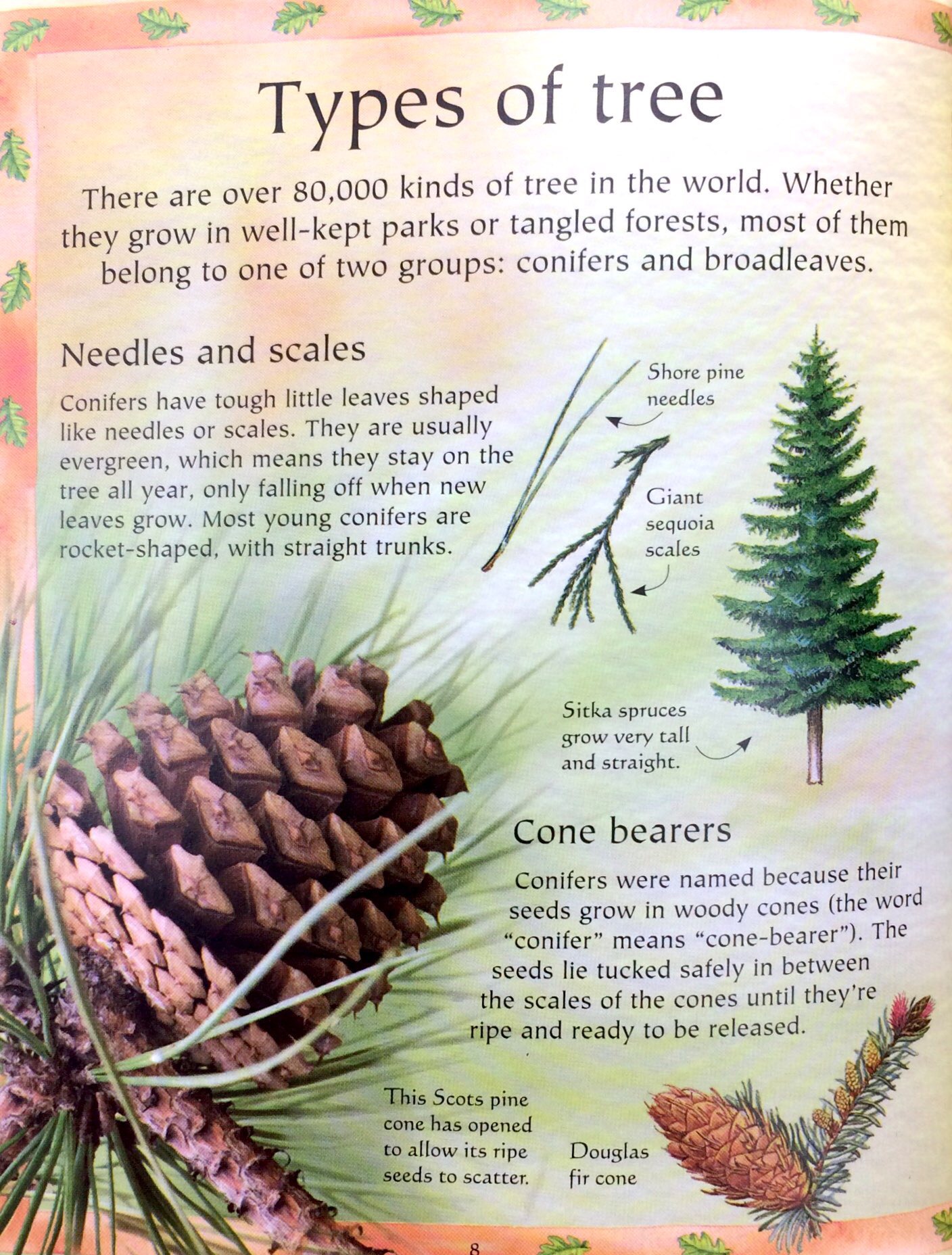 Little Book of Trees - FAHASA.COM