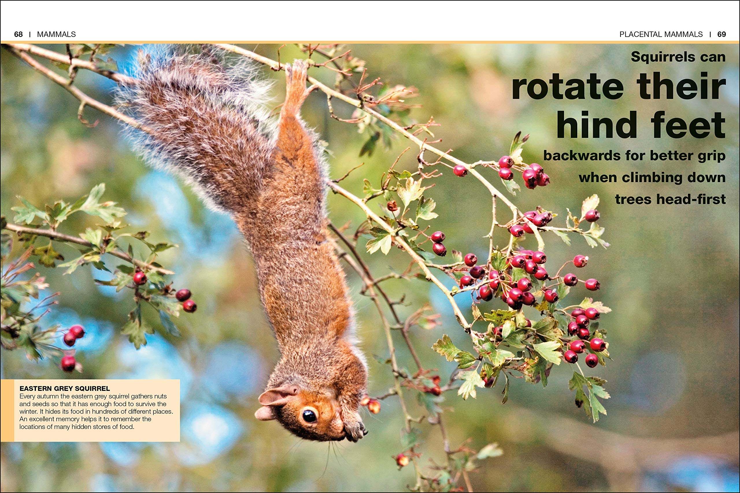 Mammals: Facts at Your Fingertips (Pocket Eyewitness) - FAHASA.COM