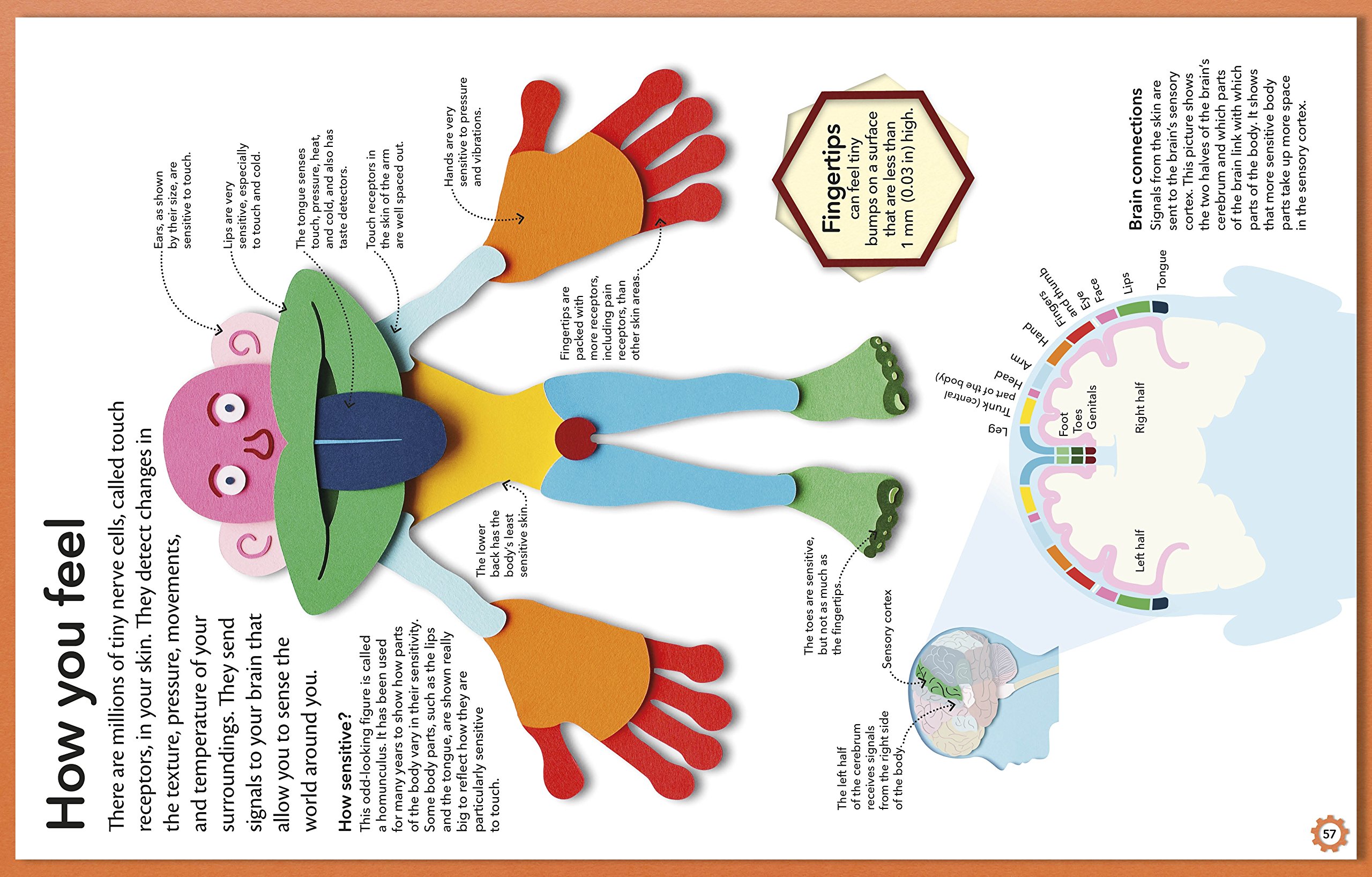 My Amazing Body Machine: A Colourful Visual Guide To How your Body ...