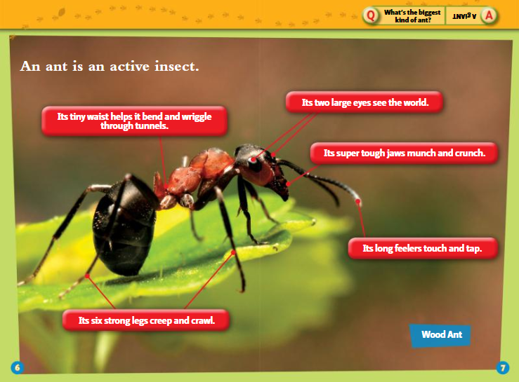 National Geographic Readers: Ants