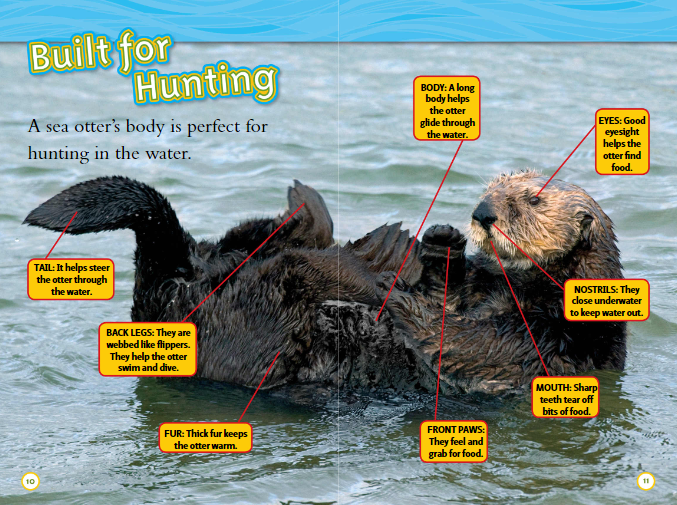 National Geographic Readers: Sea Otters