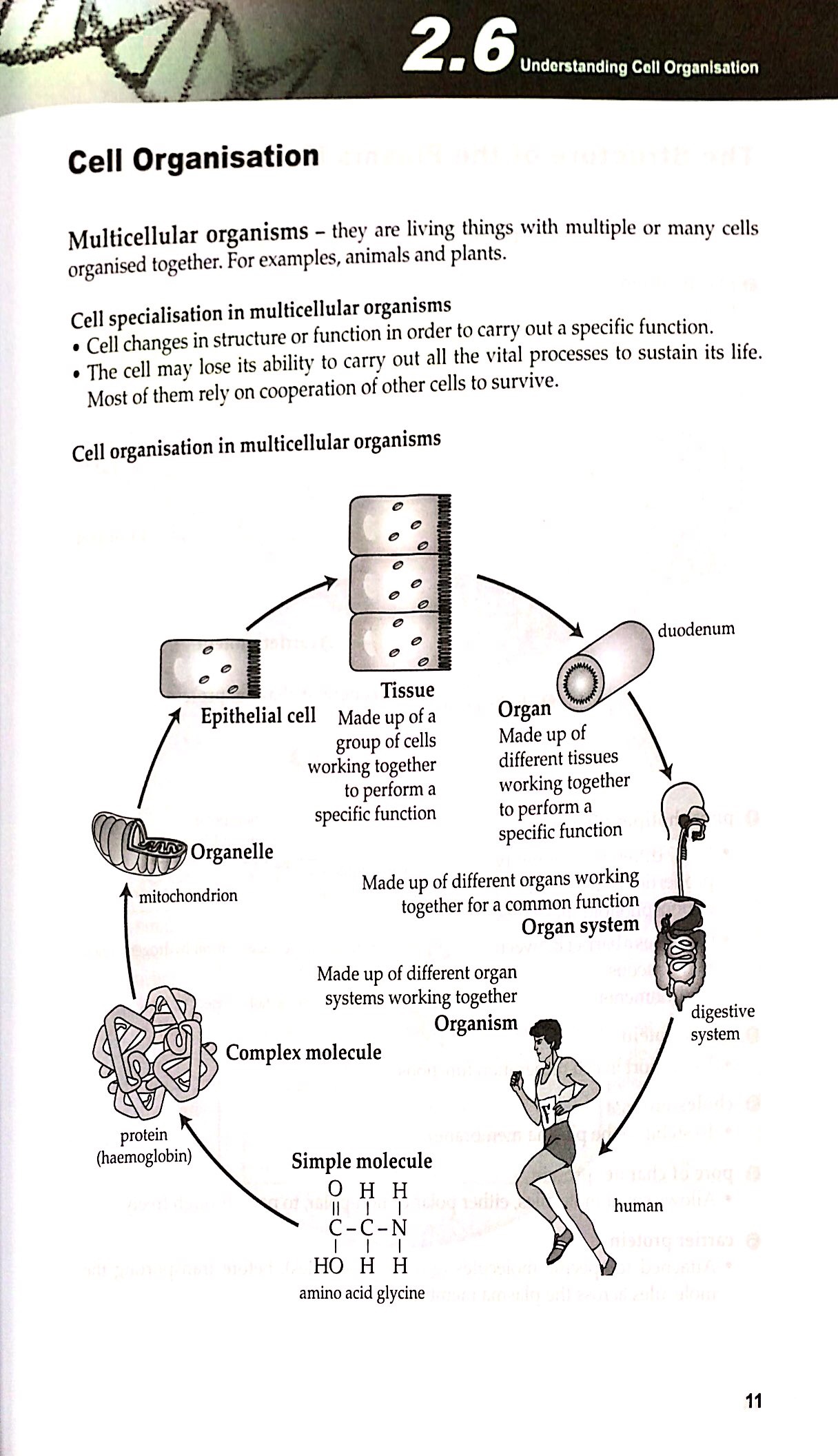 O-Level Science Biology Learning Through Diagrams - FAHASA.COM