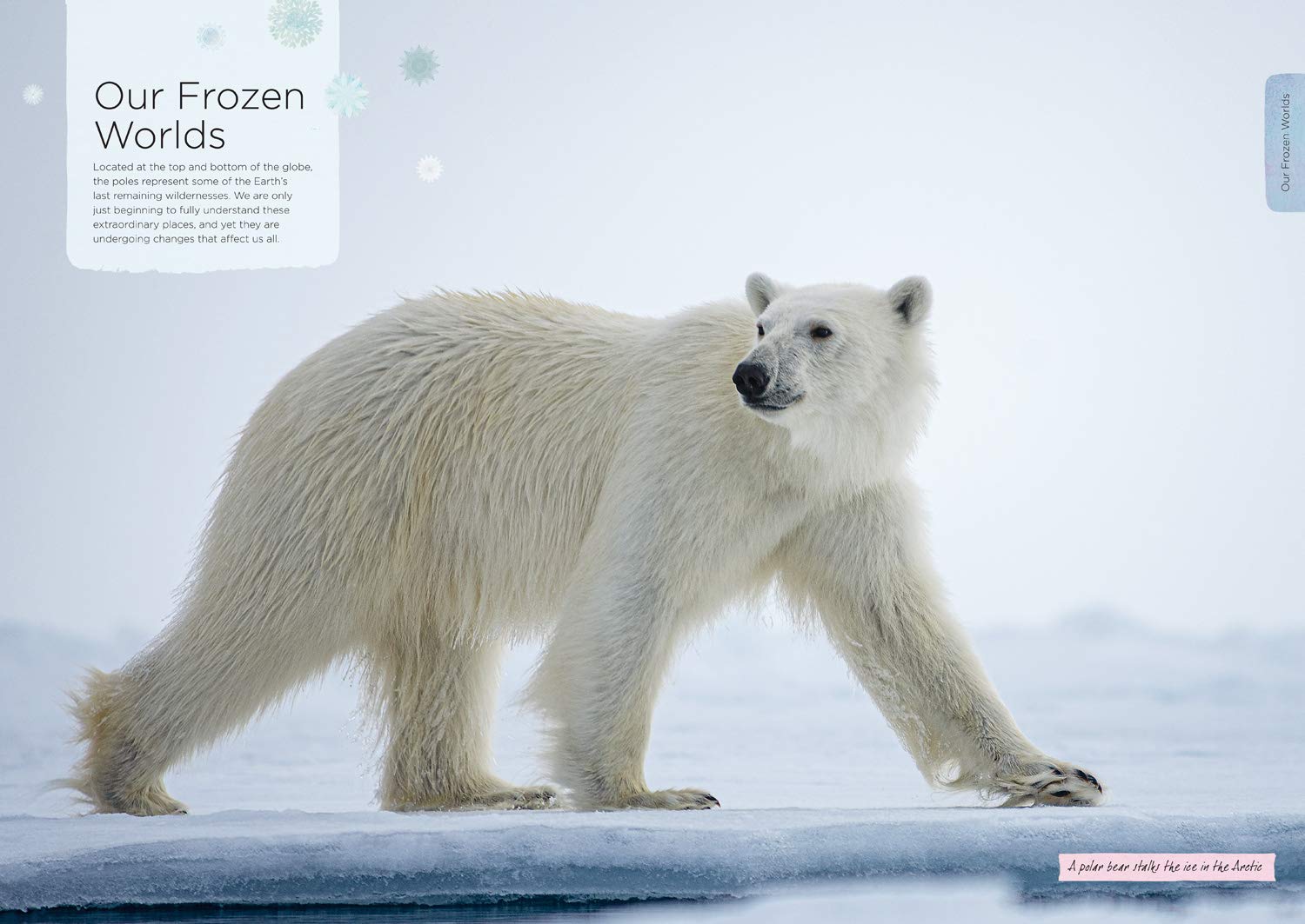 Our Planet: The One Place We All Call Home - FAHASA.COM