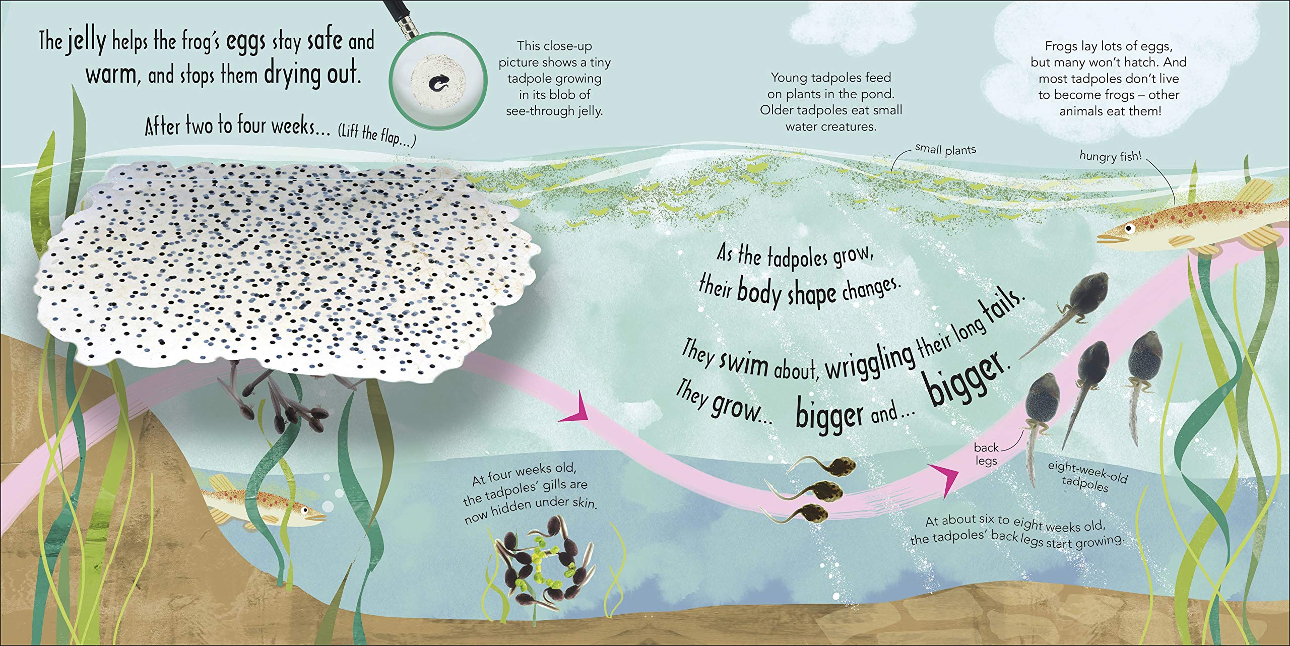 RHS How Does A Frog Grow?