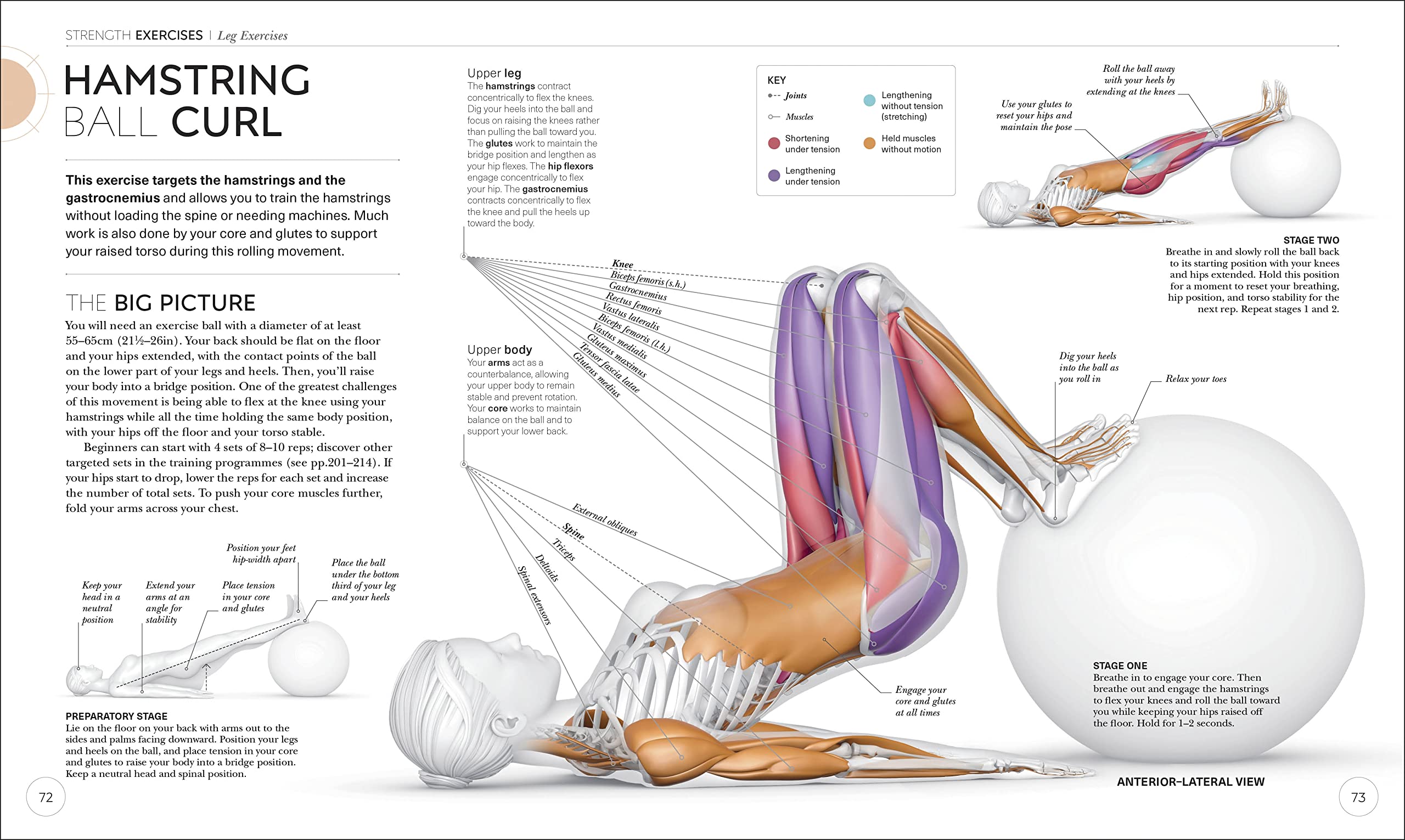 Science Of Strength Training: Understand The Anatomy And Physiology To ...