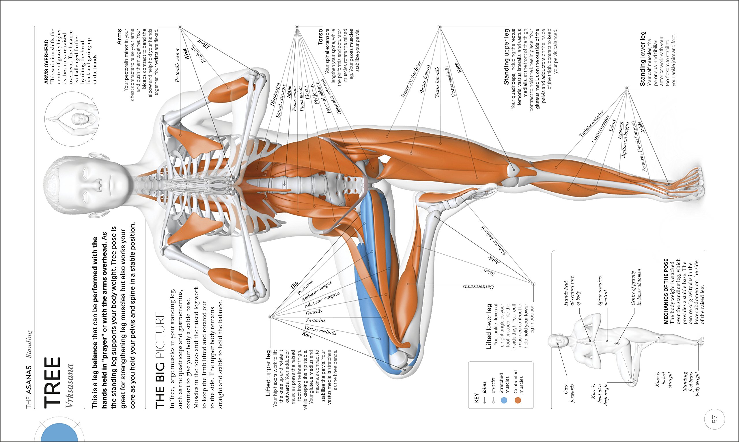 Science Of Yoga: Understand The Anatomy And Physiology To Perfect Your ...