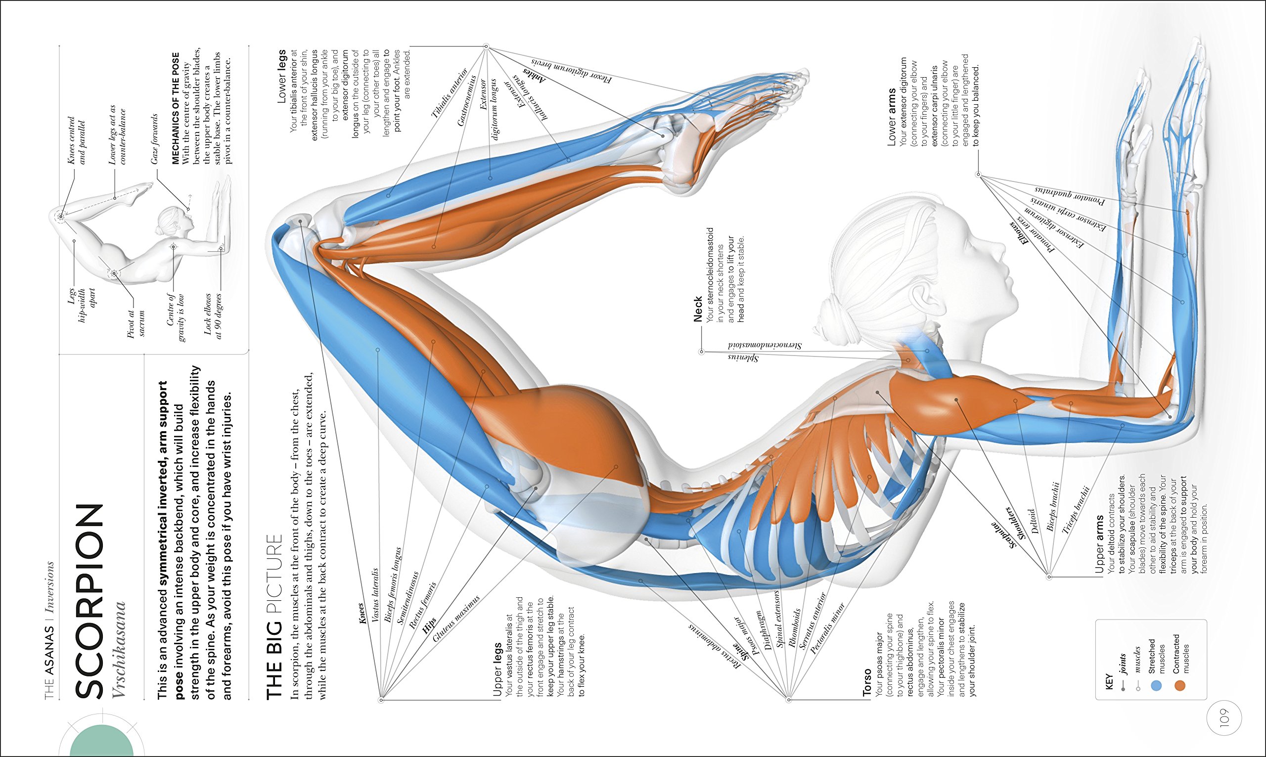 Science Of Yoga: Understand The Anatomy And Physiology To Perfect Your ...