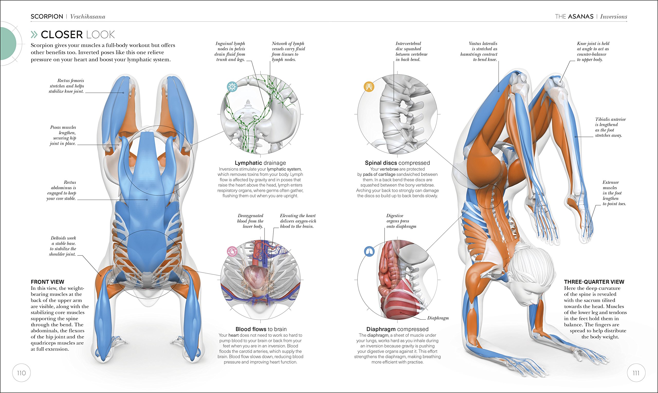 Science Of Yoga: Understand The Anatomy And Physiology To Perfect Your ...