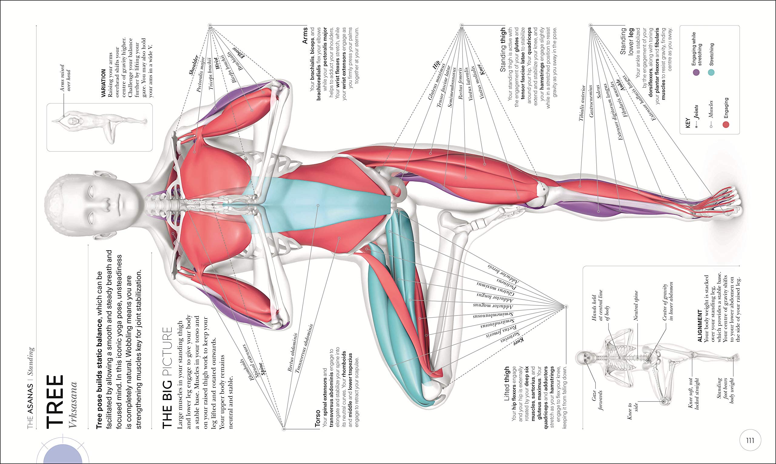 Science Of Yoga: Understand The Anatomy And Physiology To Perfect Your ...