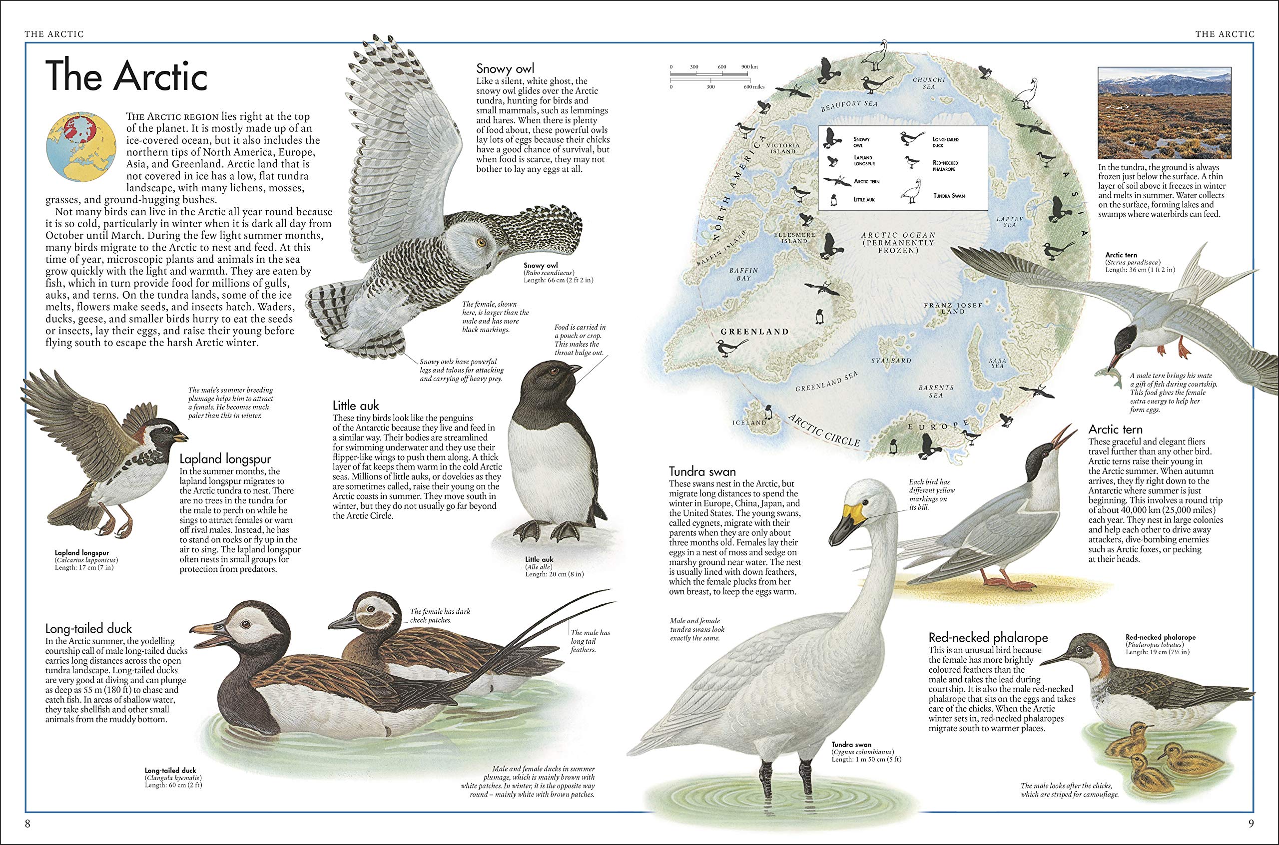 The Bird Atlas: A Pictorial Guide To The World's Birdlife - FAHASA.COM