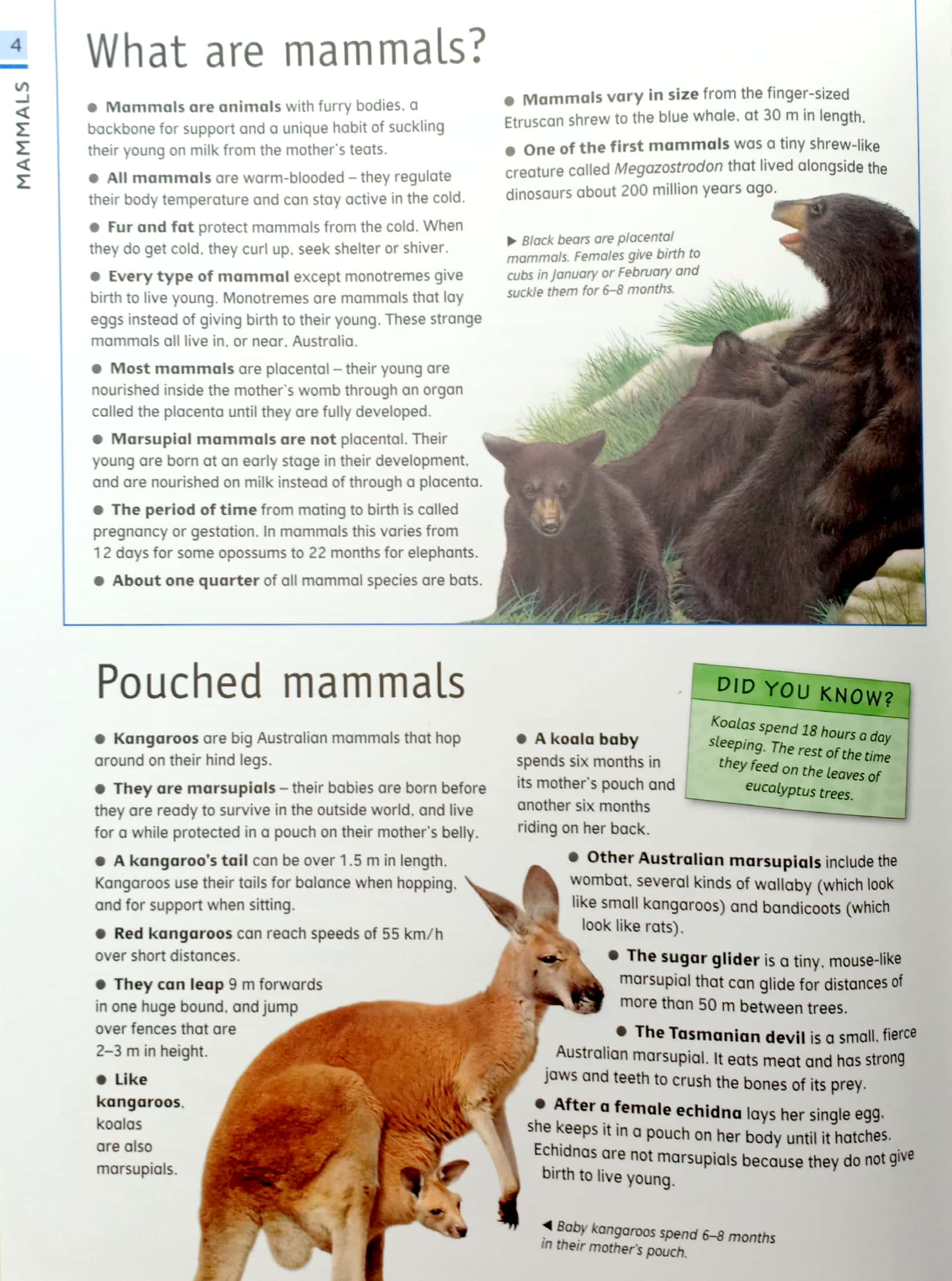 THE ULTIMATE GUIDE - ANIMAL - FAHASA.COM