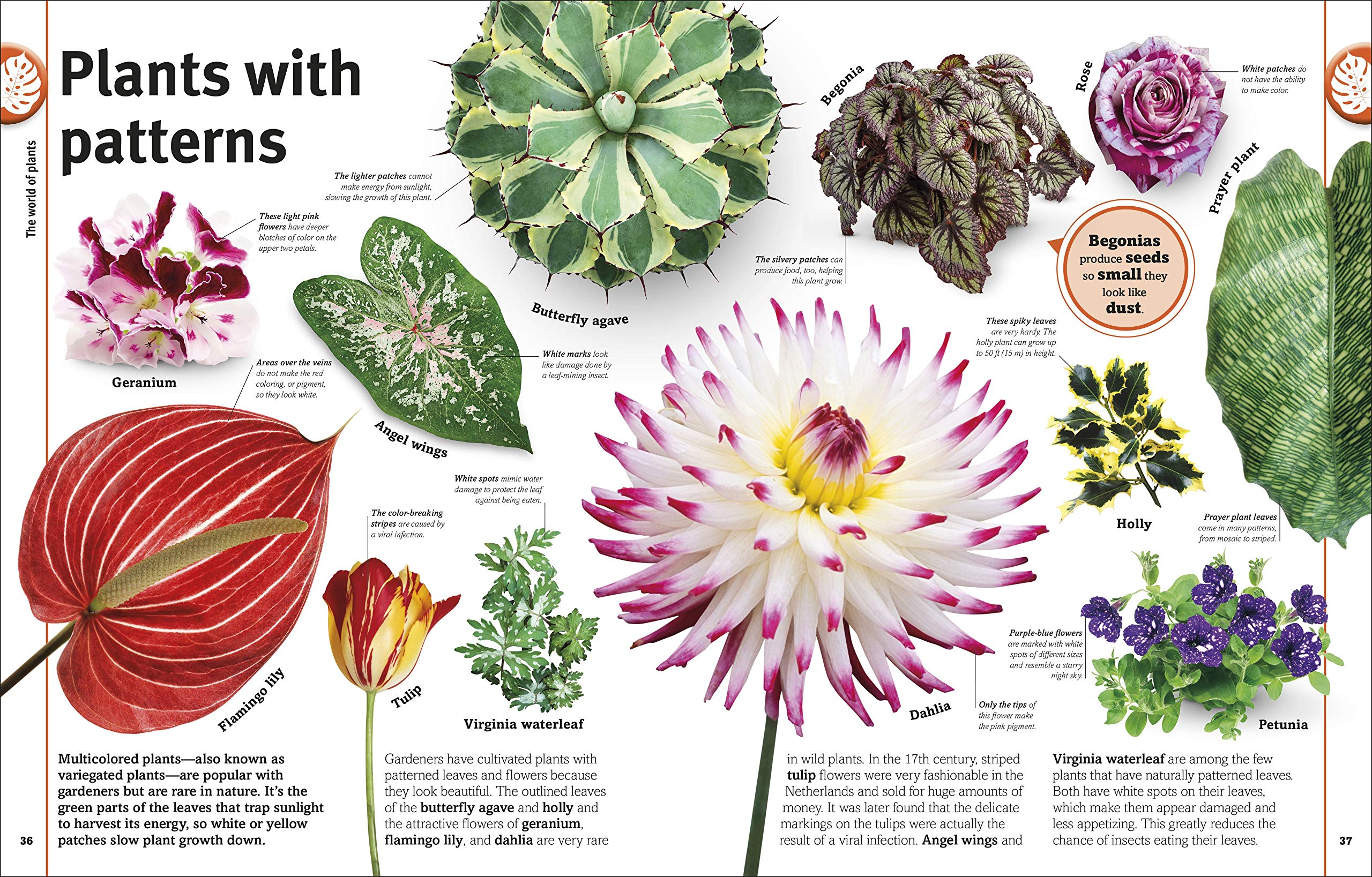 Trees, Leaves, Flowers And Seeds: A Visual Encyclopedia Of The Plant ...