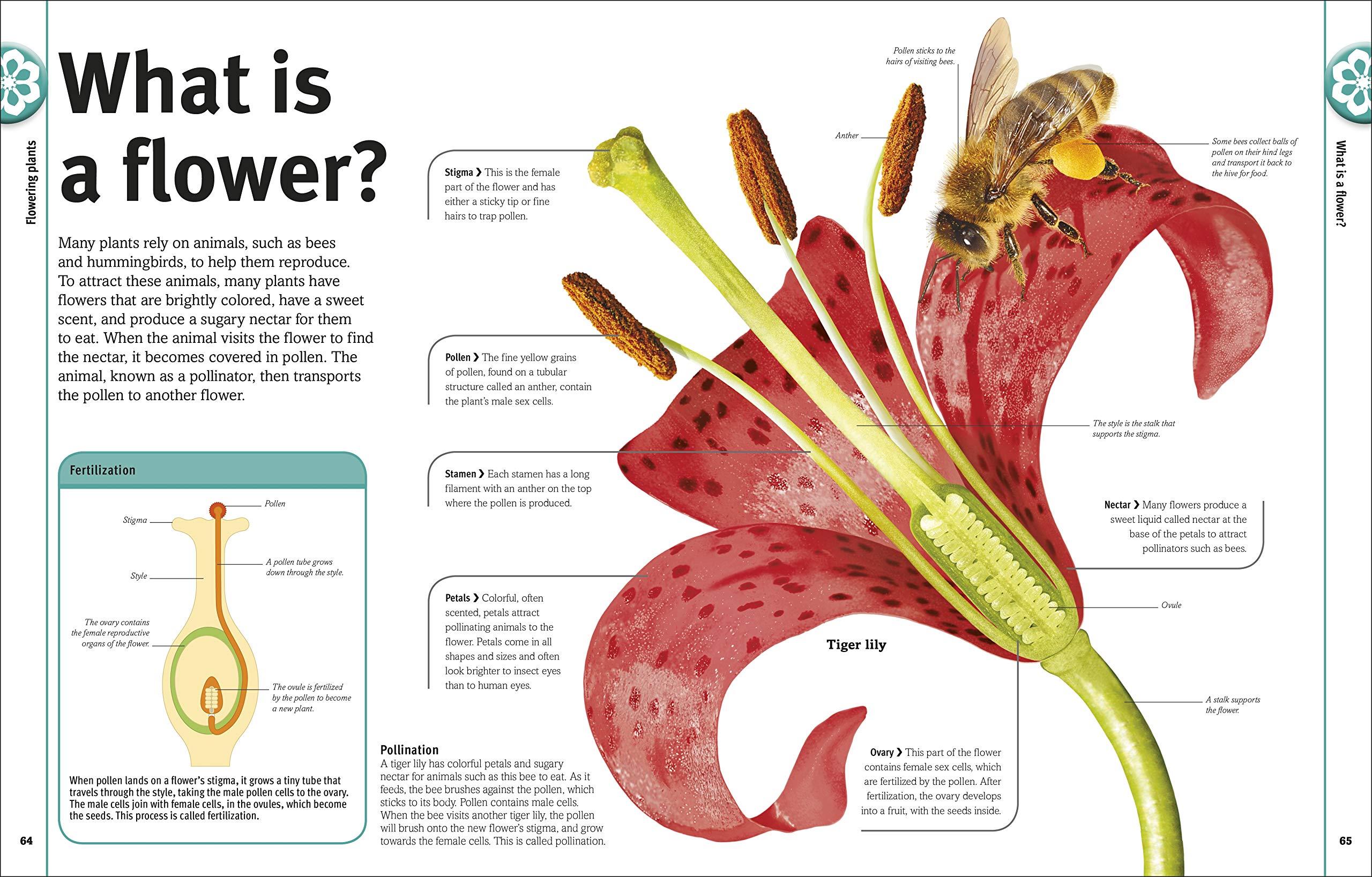 Trees, Leaves, Flowers And Seeds: A Visual Encyclopedia Of The Plant ...