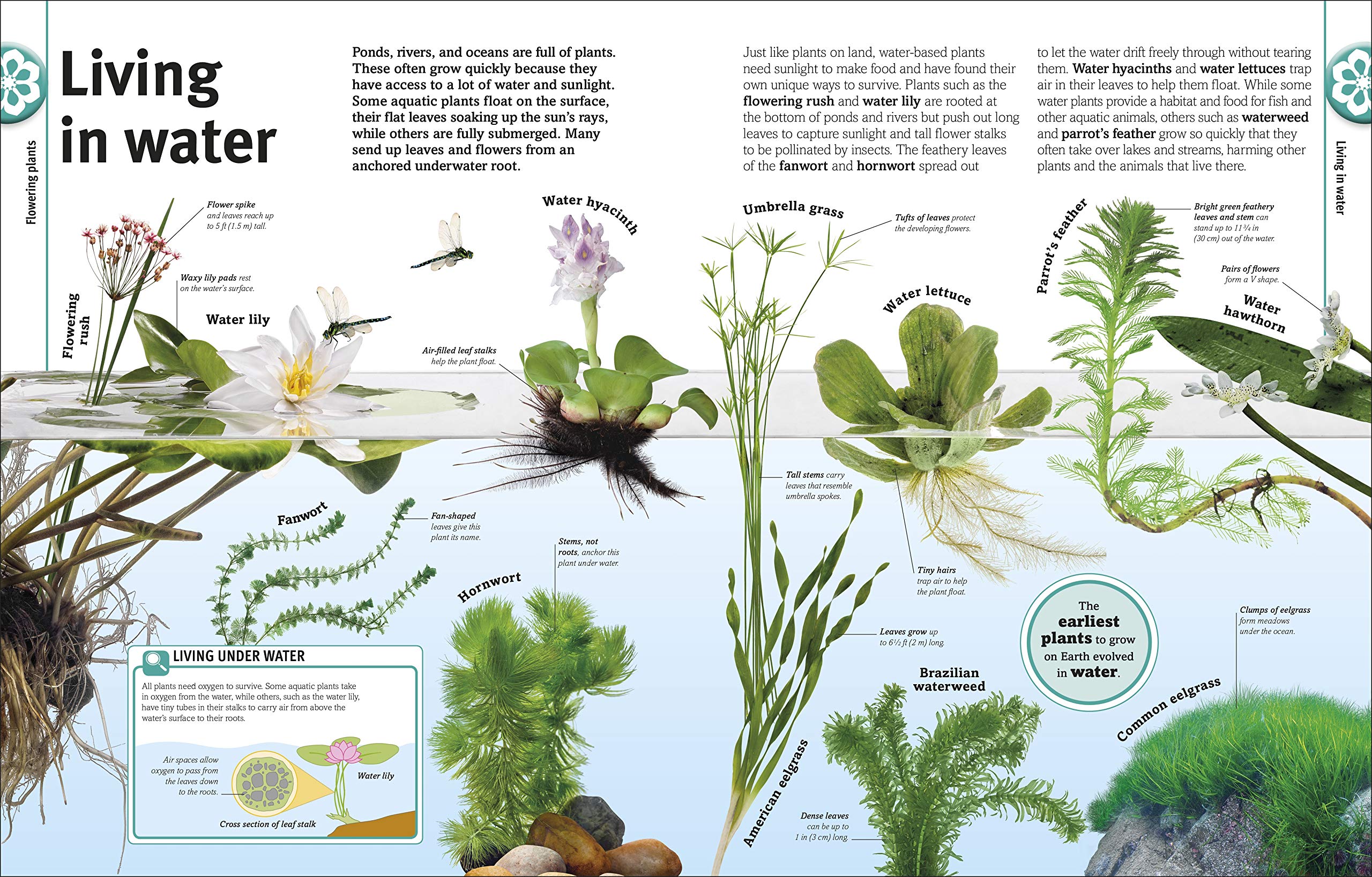 Trees, Leaves, Flowers And Seeds: A Visual Encyclopedia Of The Plant ...