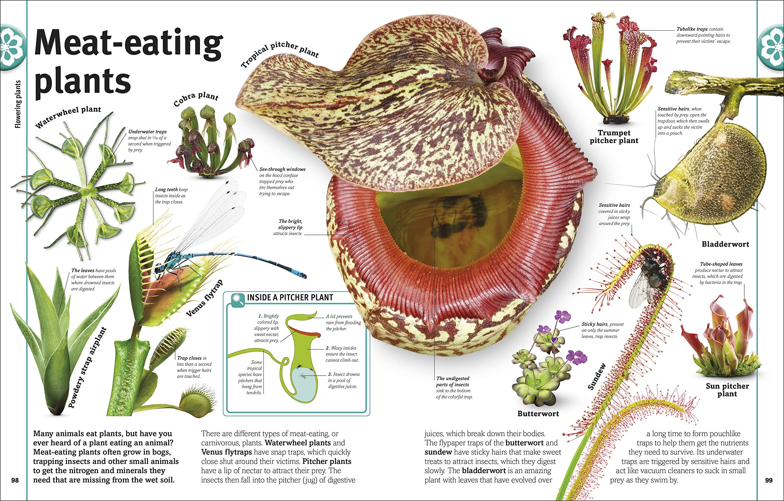 Trees, Leaves, Flowers And Seeds: A Visual Encyclopedia Of The Plant ...