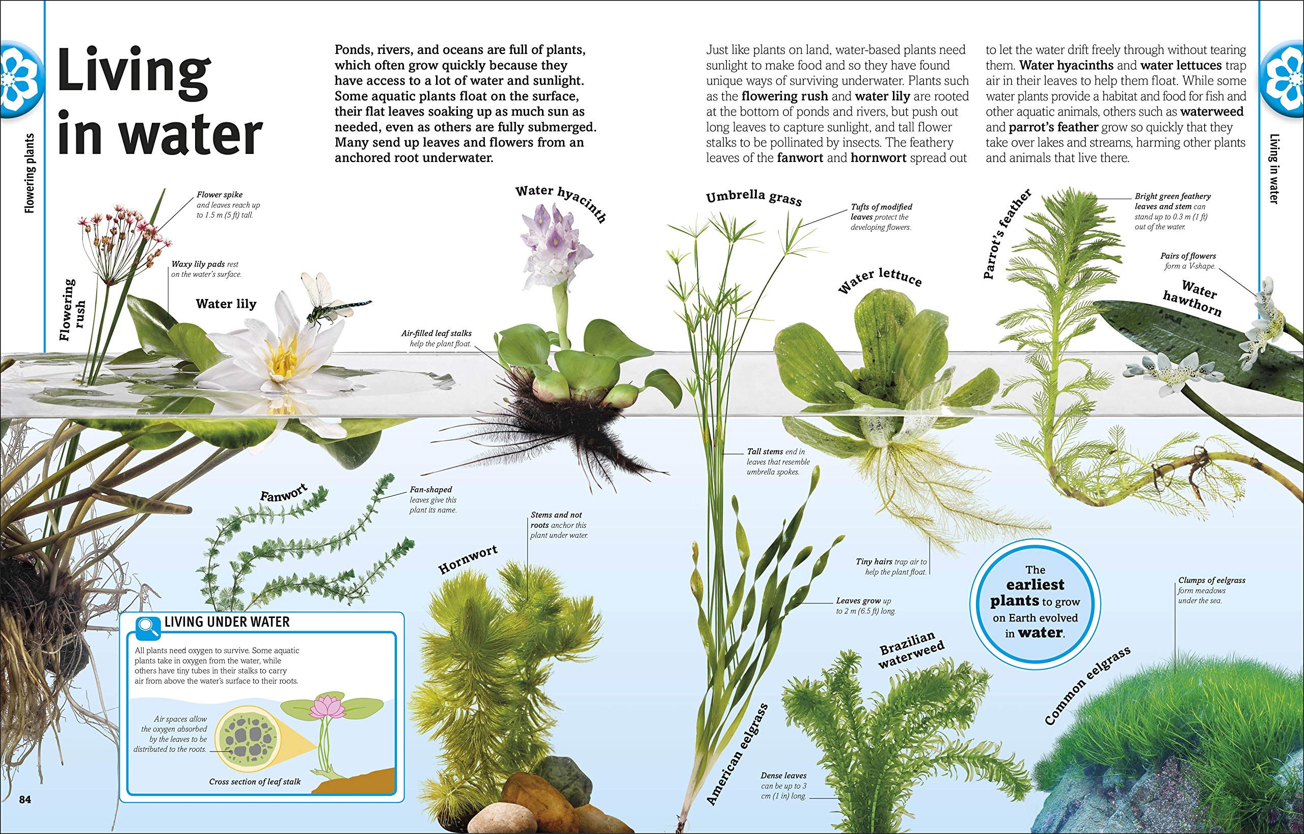 Trees, Leaves, Flowers & Seeds: A Visual Encyclopedia Of The Plant ...