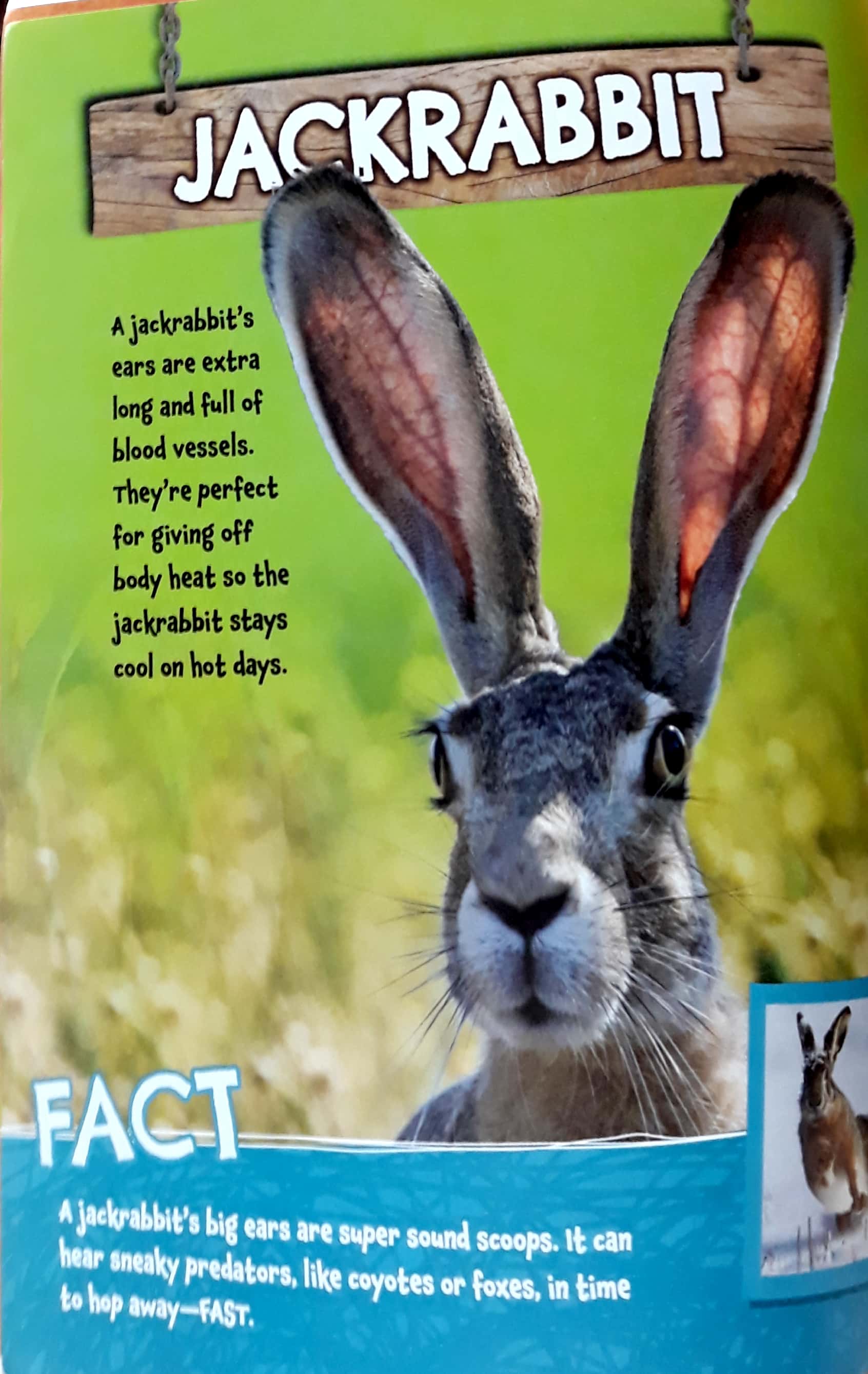 What If You Had Animal Ears? - FAHASA.COM