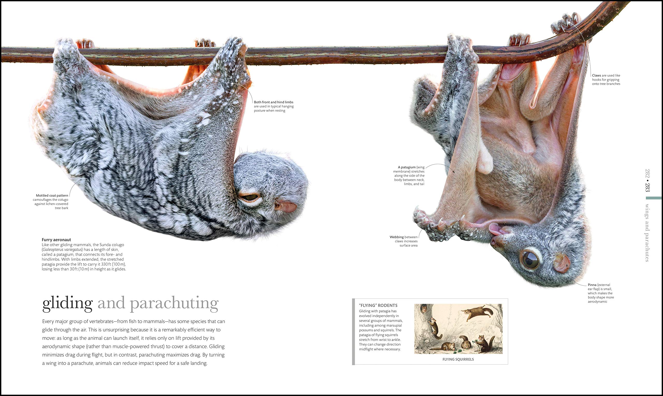 Zoology: Inside The Secret World Of Animals - FAHASA.COM