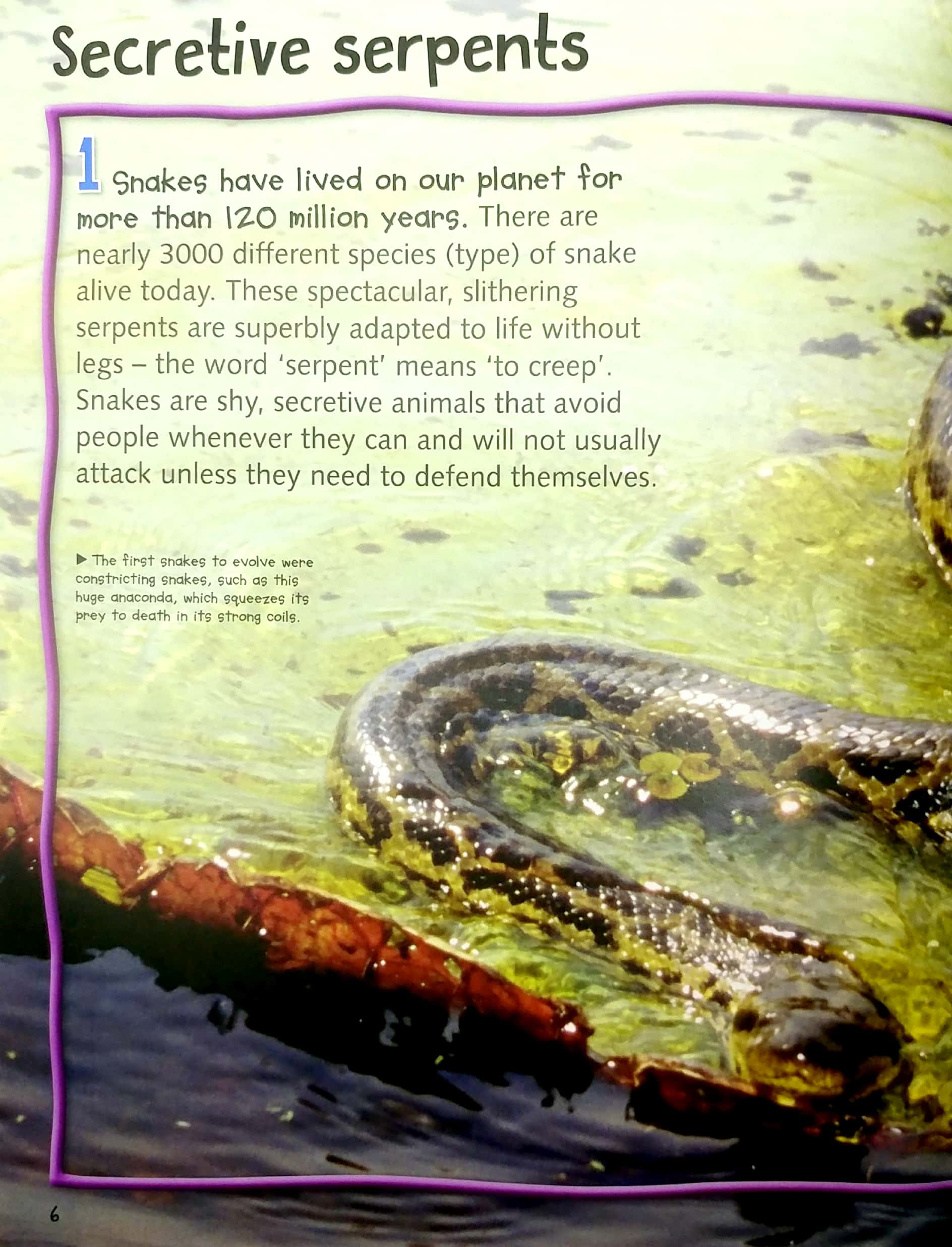 100 Facts Snakes