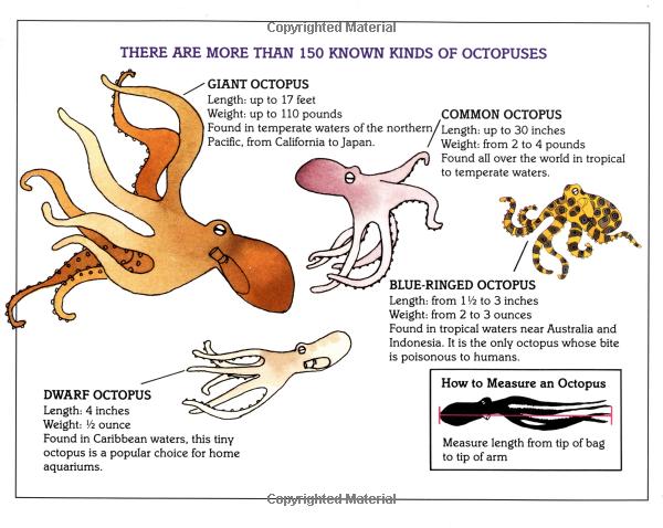An Octopus Is Amazing (Let's-Read-and-Find-Out Science, Stage 2)