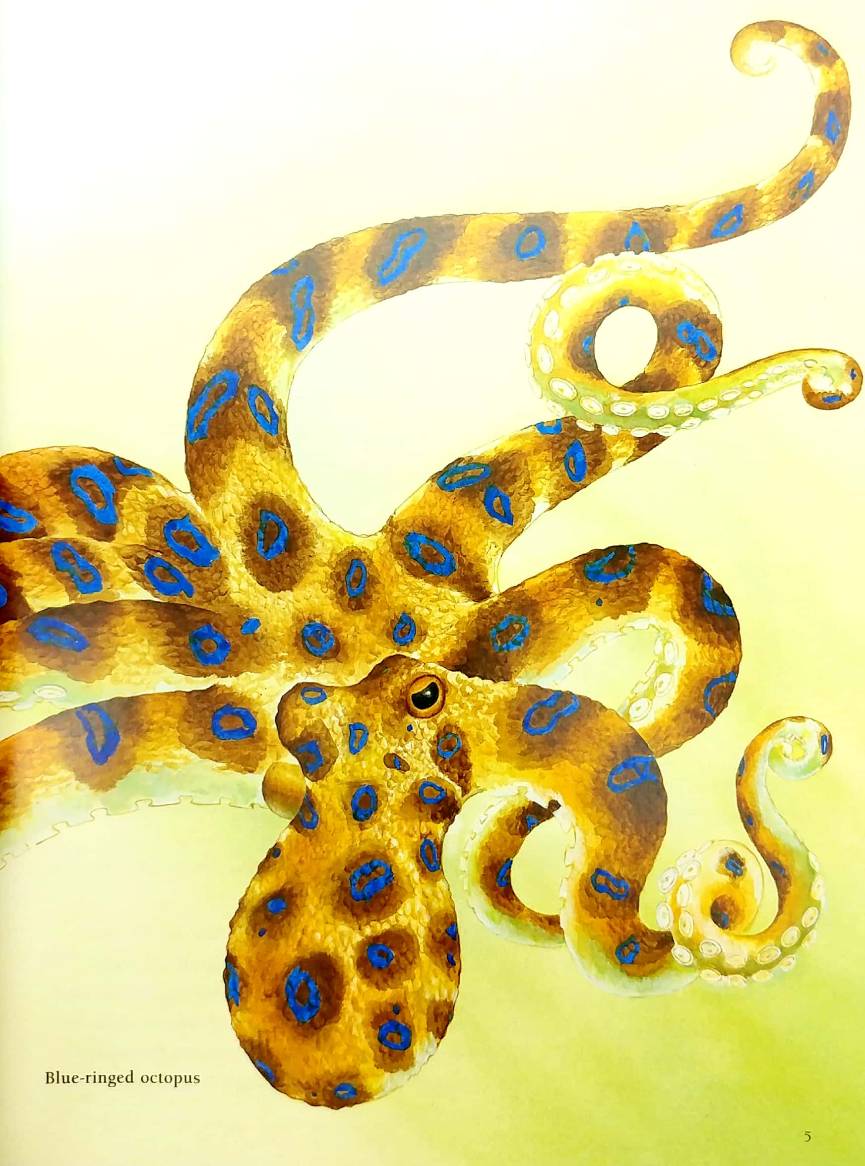 Animal Defenses: How Animals Protect Themselves (Animal Behavior)