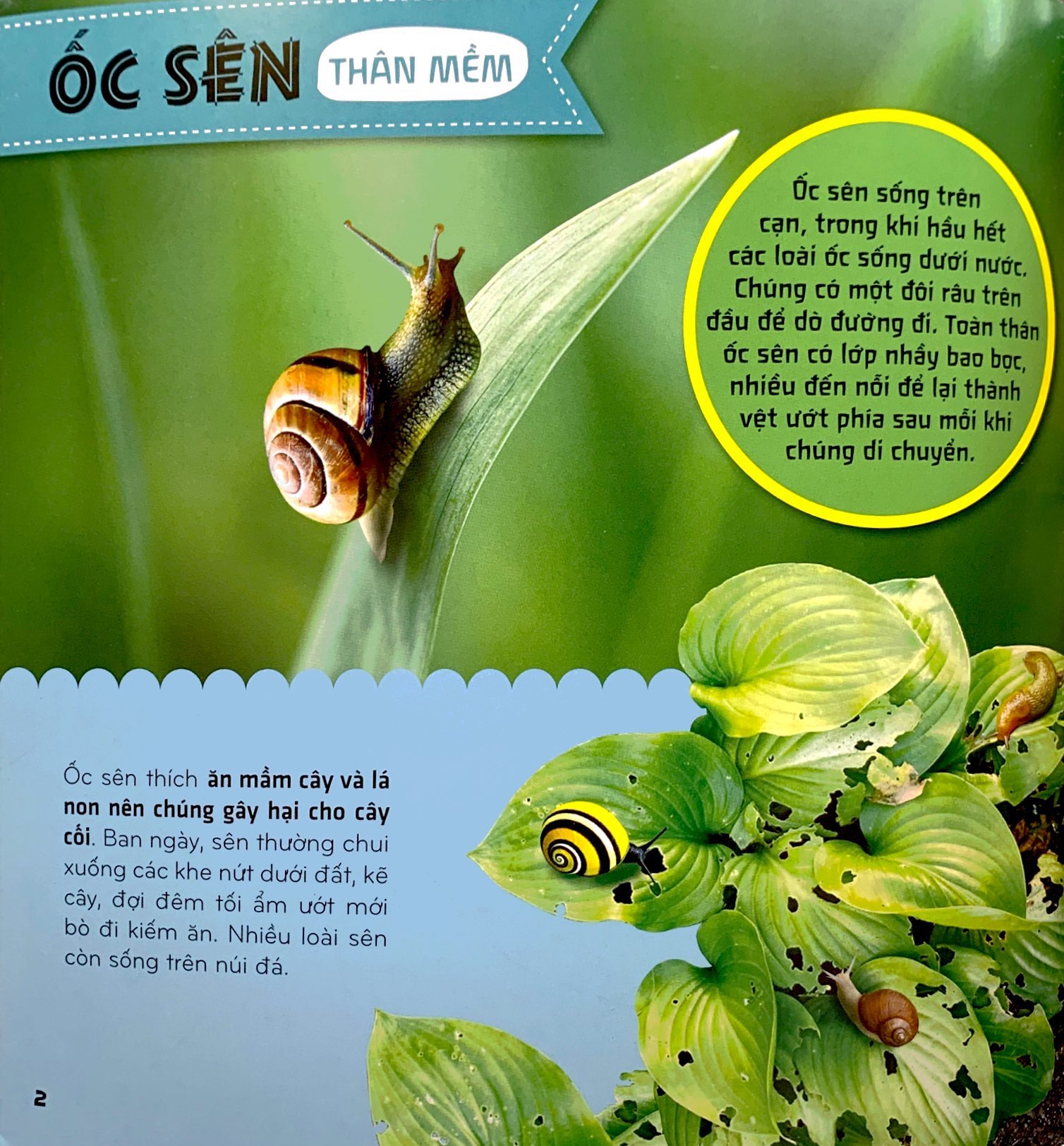 Sách Bí Ẩn Thế Giới Loài Vật - Thân Mềm Và Giáp Xác - FAHASA.COM