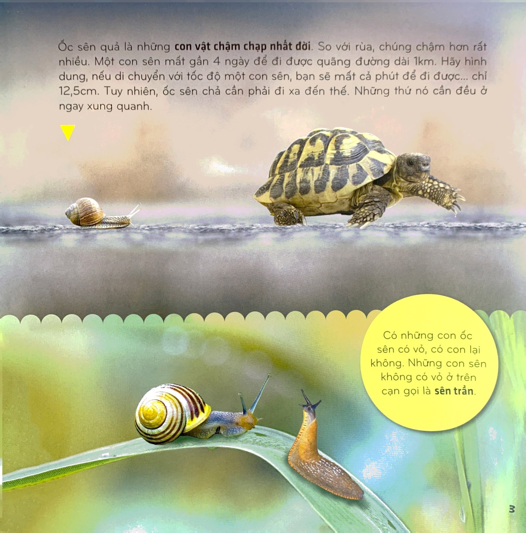 Sách Bí Ẩn Thế Giới Loài Vật - Thân Mềm Và Giáp Xác - FAHASA.COM