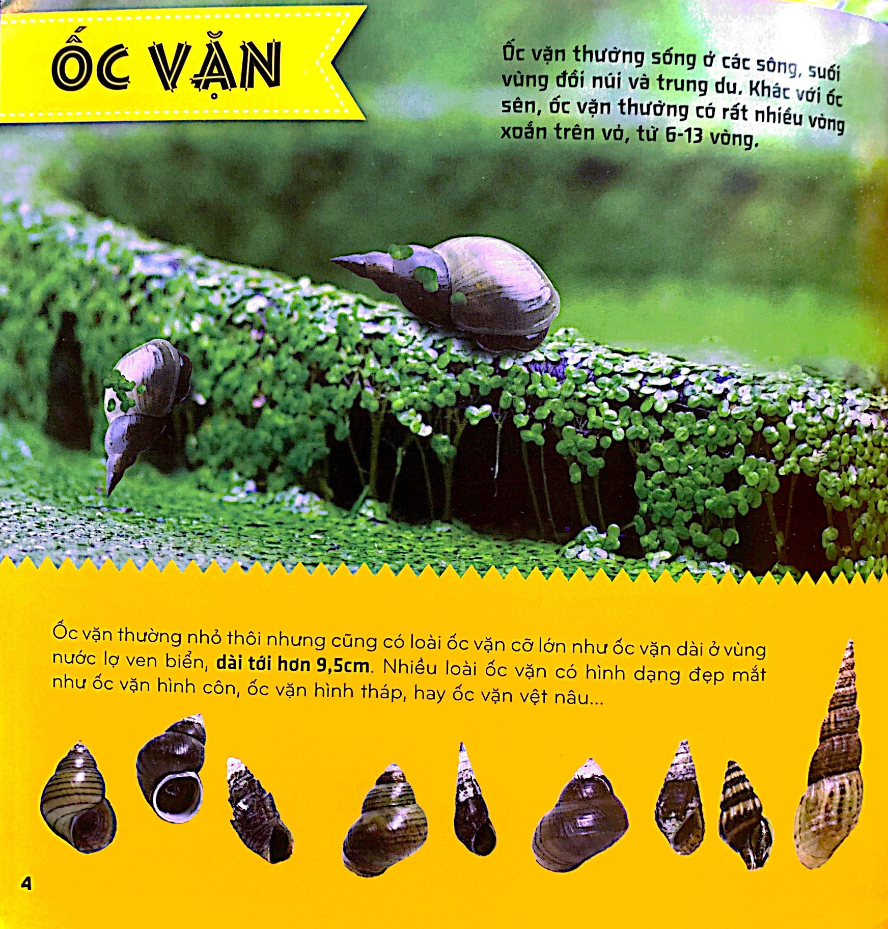 Sách Bí Ẩn Thế Giới Loài Vật - Thân Mềm Và Giáp Xác - FAHASA.COM