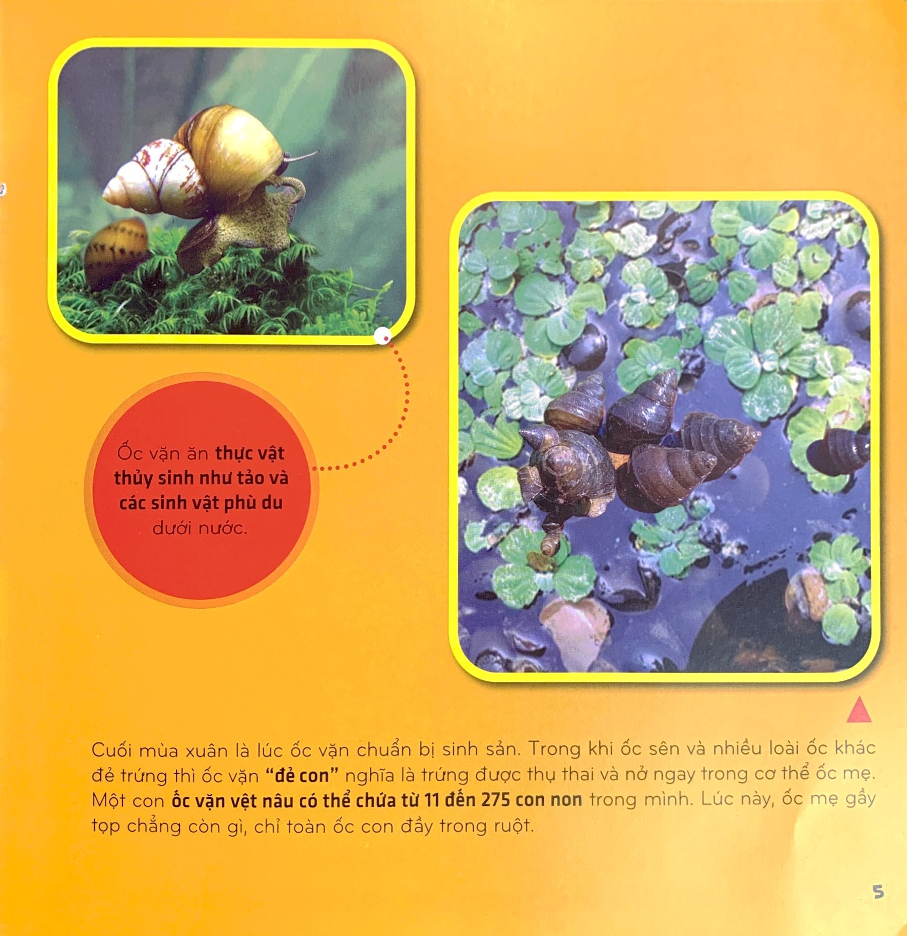 Sách Bí Ẩn Thế Giới Loài Vật - Thân Mềm Và Giáp Xác - FAHASA.COM