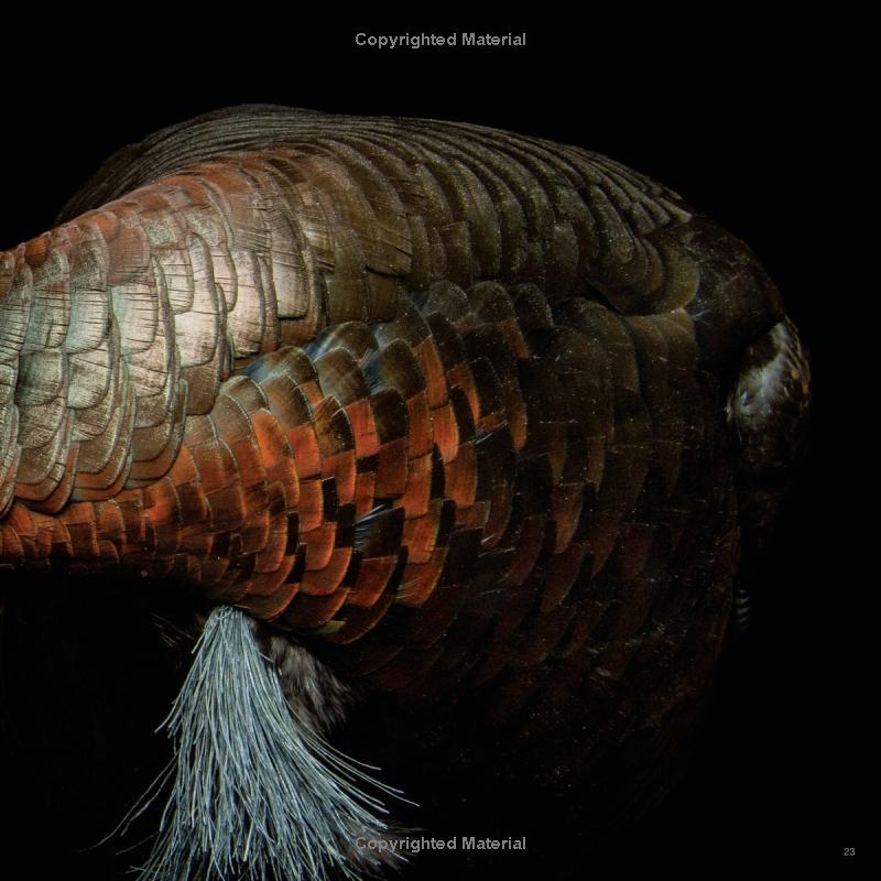 Birds Of The Photo Ark - FAHASA.COM