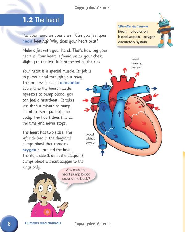 Cambridge Primary Science Stage 6 Learner's Book