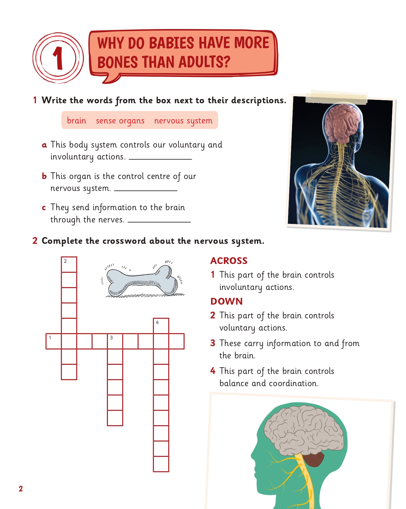 Cambridge Science Skills Level 3 Activity Book With Online Activities ...