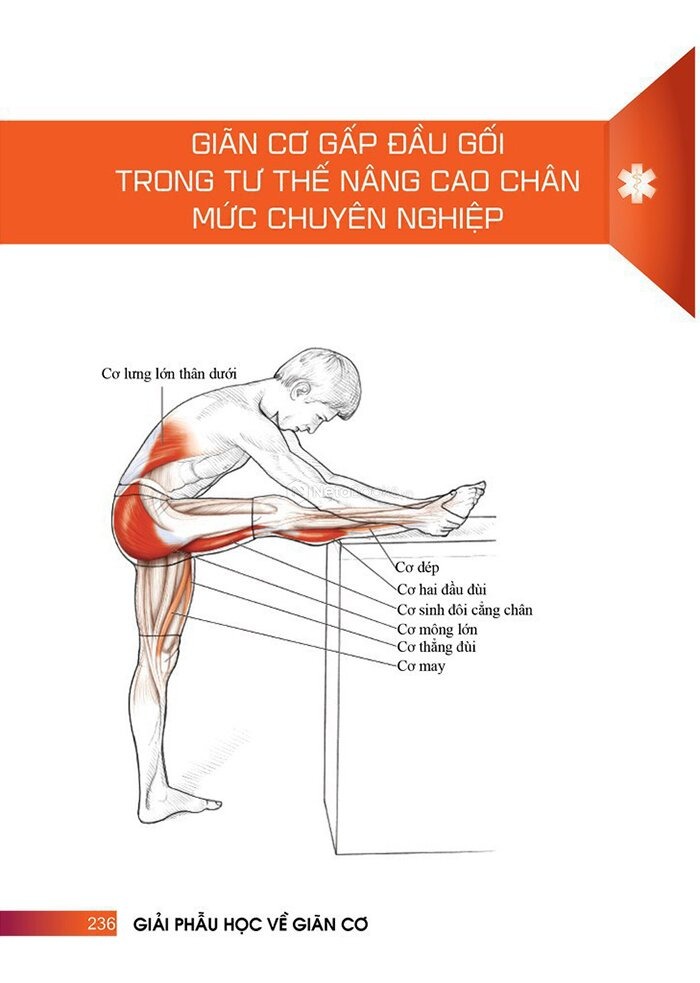 Giải Phẫu Học Về Giãn Cơ - Giãn Cơ Để Tối Ưu Sức Mạnh Cơ Bắp ...