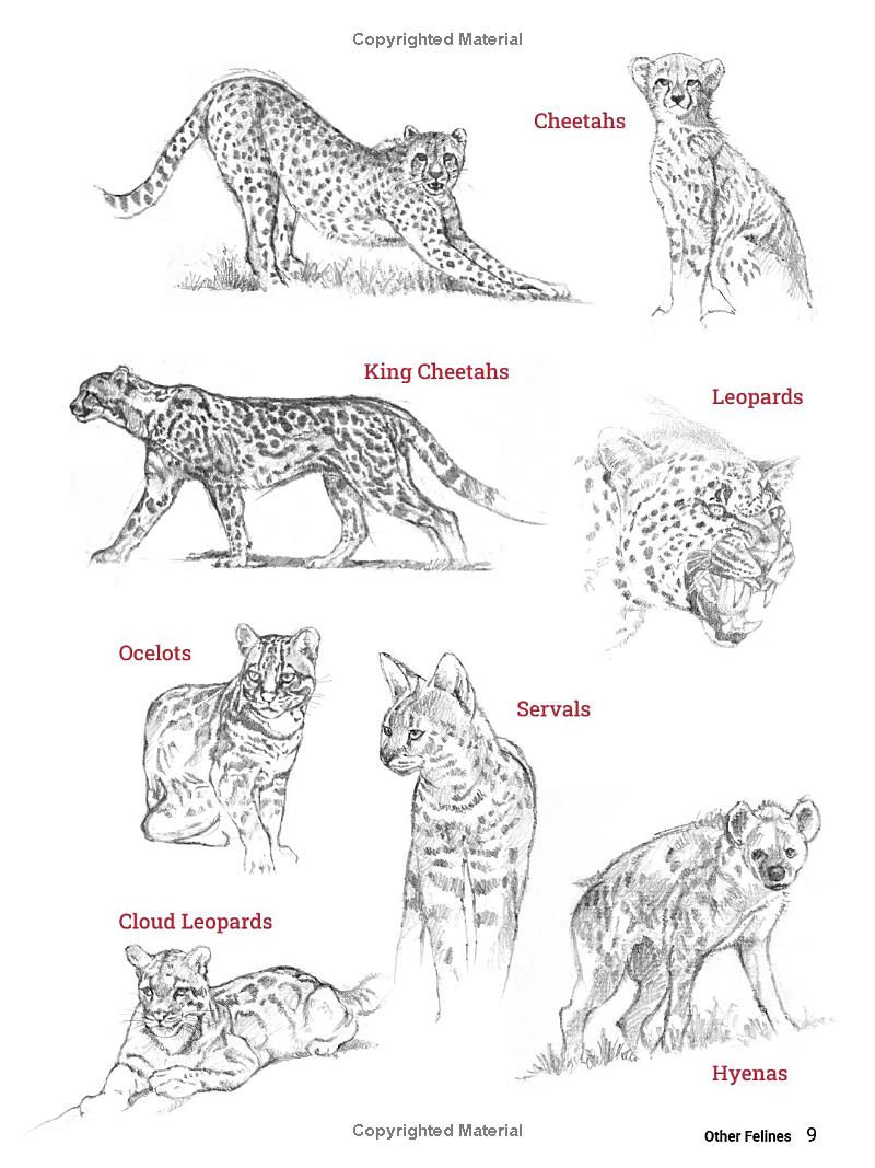 How To Draw Animals - A Visual Reference Guide To Sketching 100 Animals ...