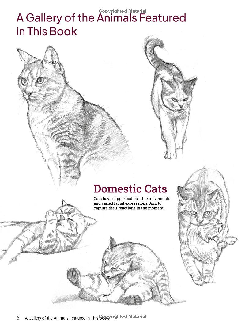 How To Draw Animals - A Visual Reference Guide To Sketching 100 Animals ...