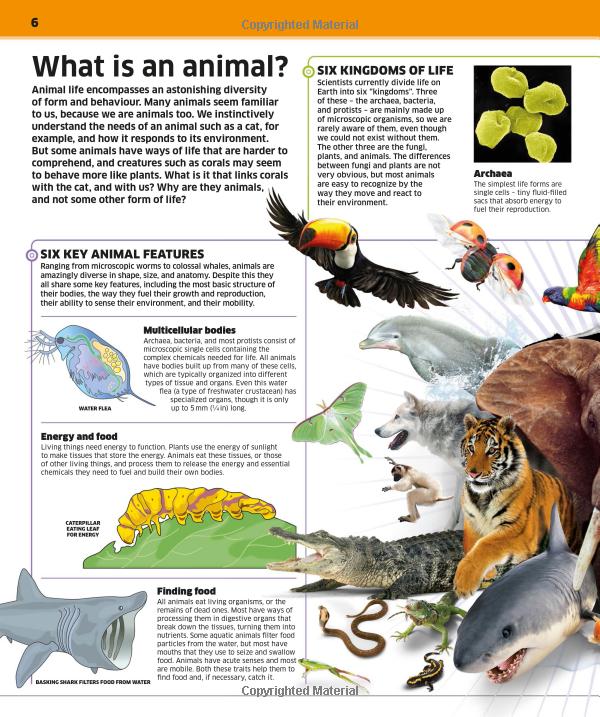 Knowledge Encyclopedia Animal - FAHASA.COM